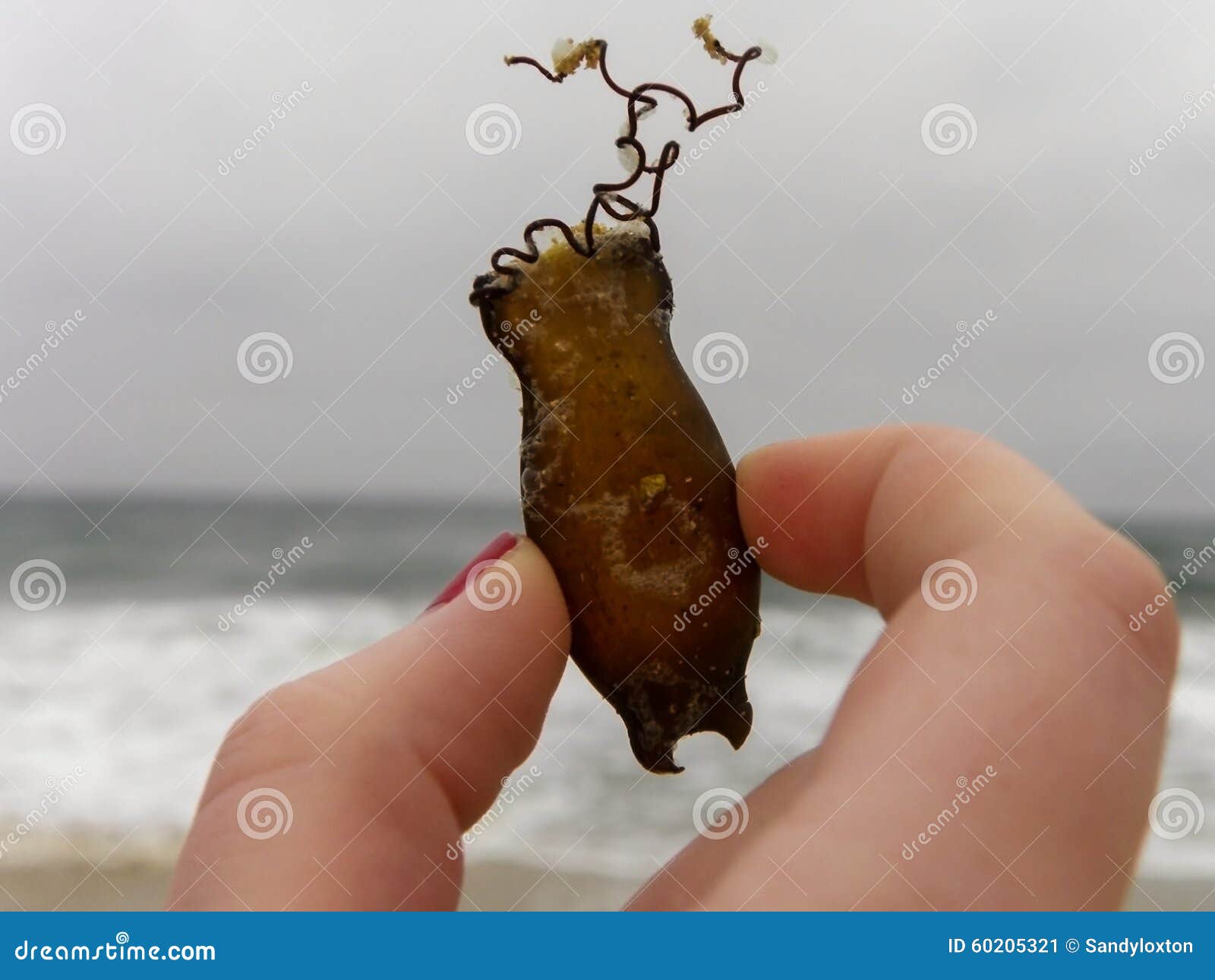 Striped Dogfish egg stock image. Image of africanum, washed - 60205321