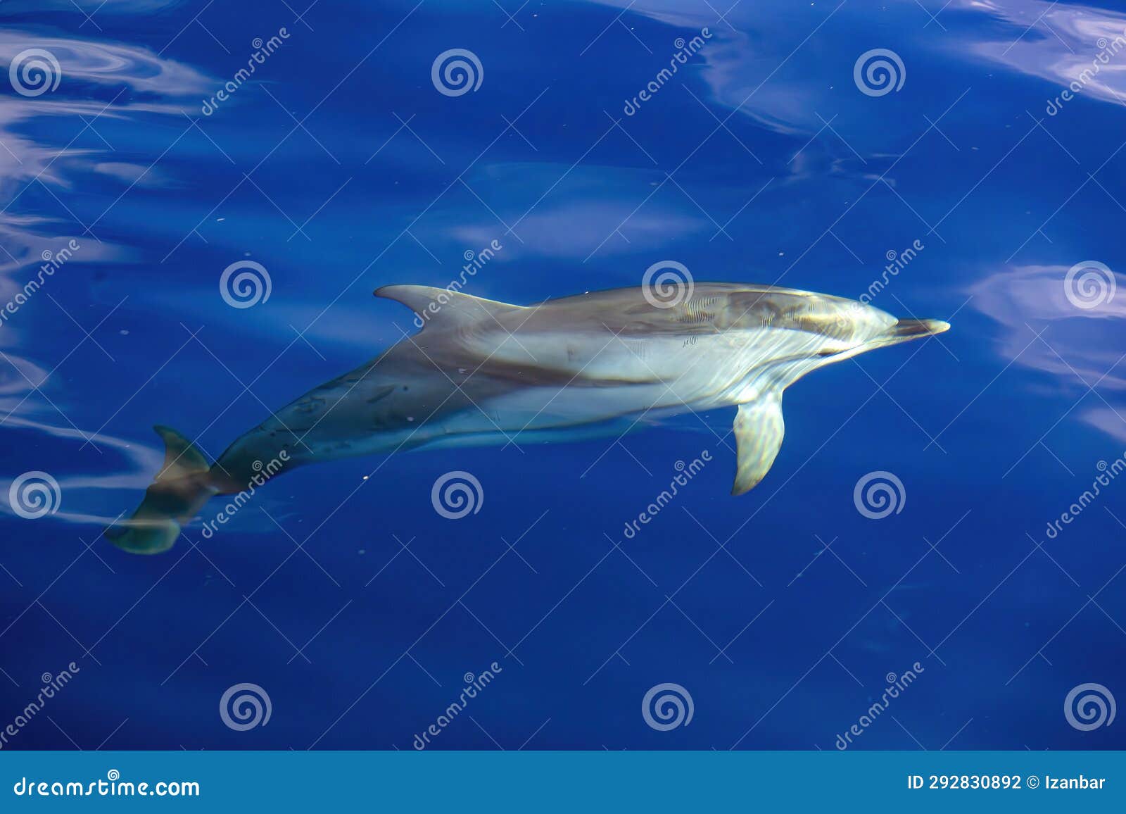 Striped Dolphin Jumping Outside the Sea Stock Photo - Image of outside ...
