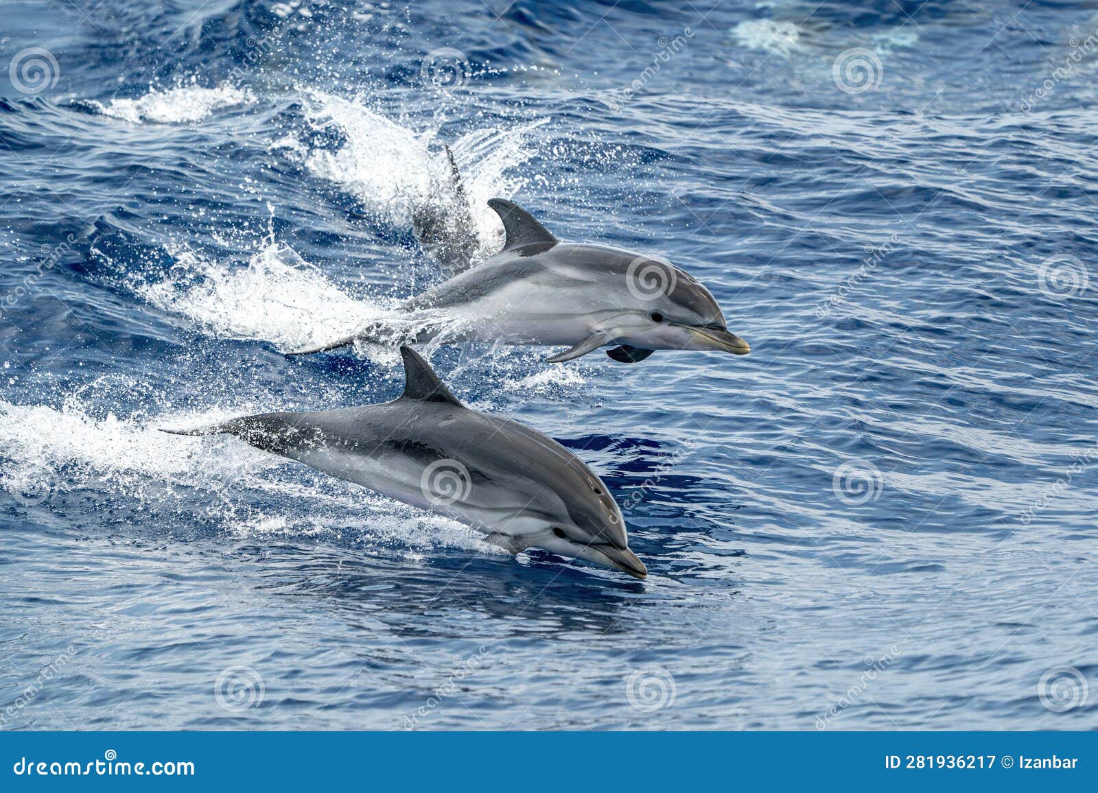 Striped Dolphin Jumping Outside the Sea Stock Image - Image of outside ...