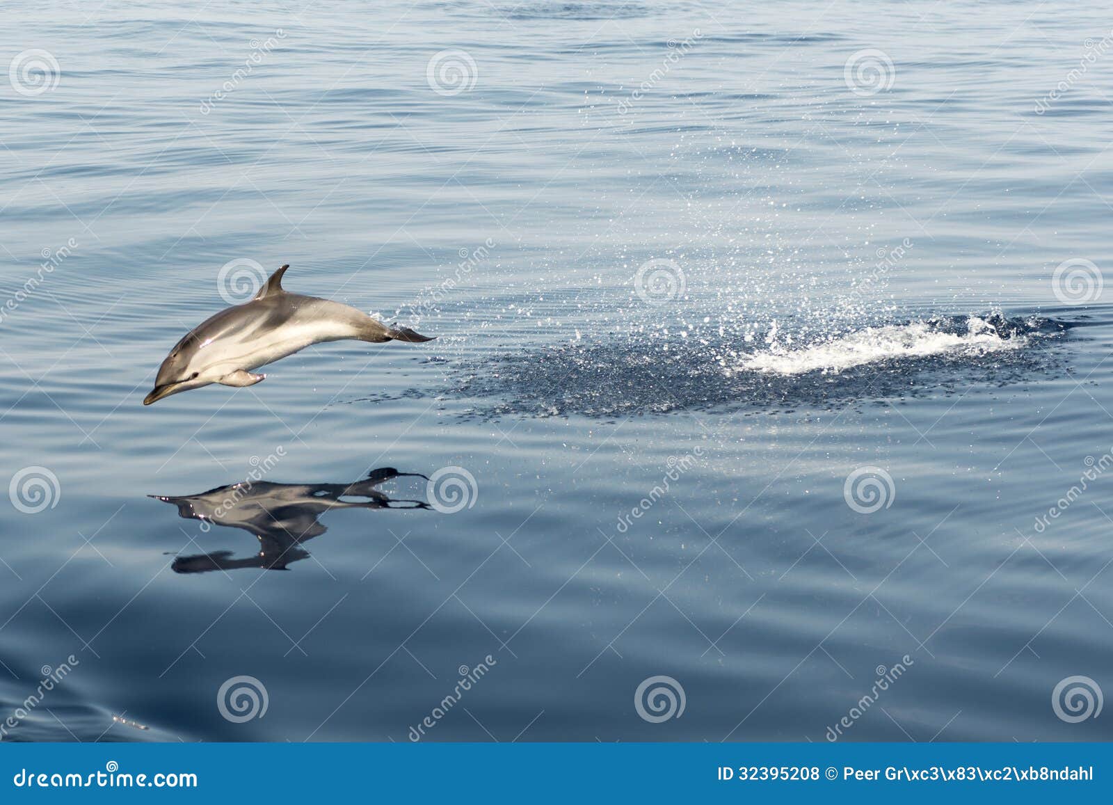 Striped Dolphin Playing in the Air Stock Photo - Image of mammals ...