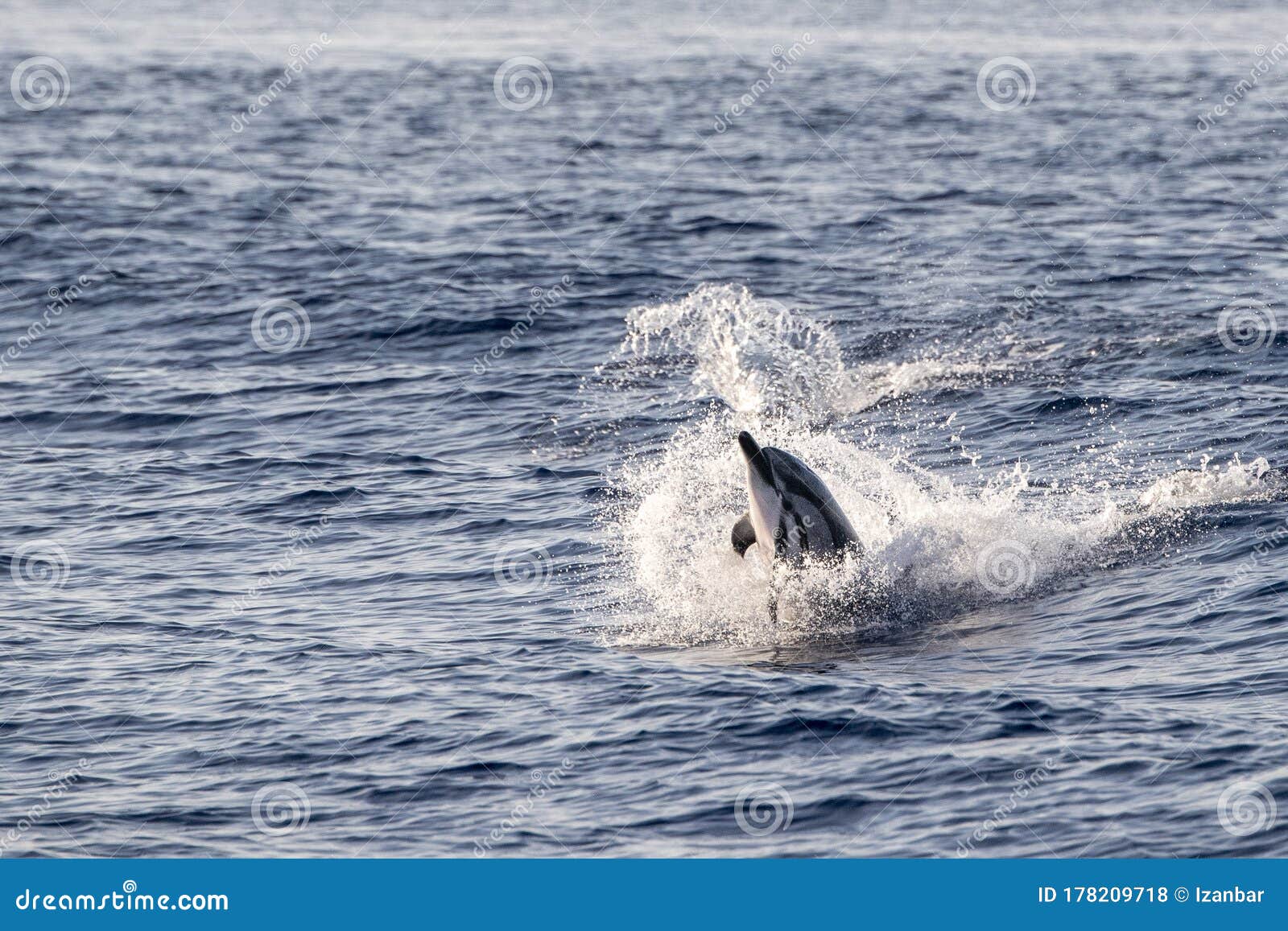 Striped Dolphins while Jumping in the Deep Blue Sea Stock Photo - Image ...