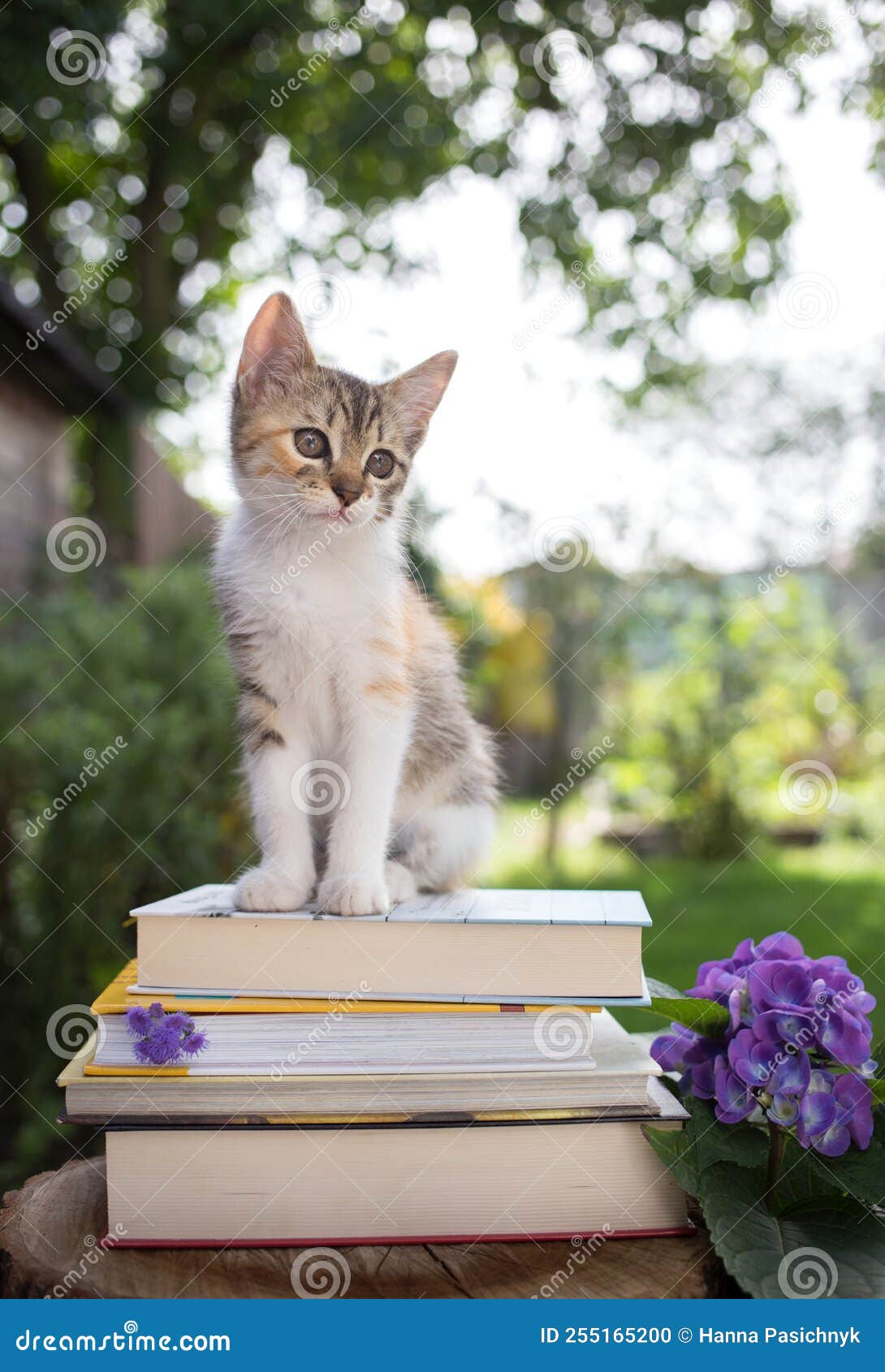 Striped Domestic Kitten Sits on a Stack of Several Books in the Garden ...