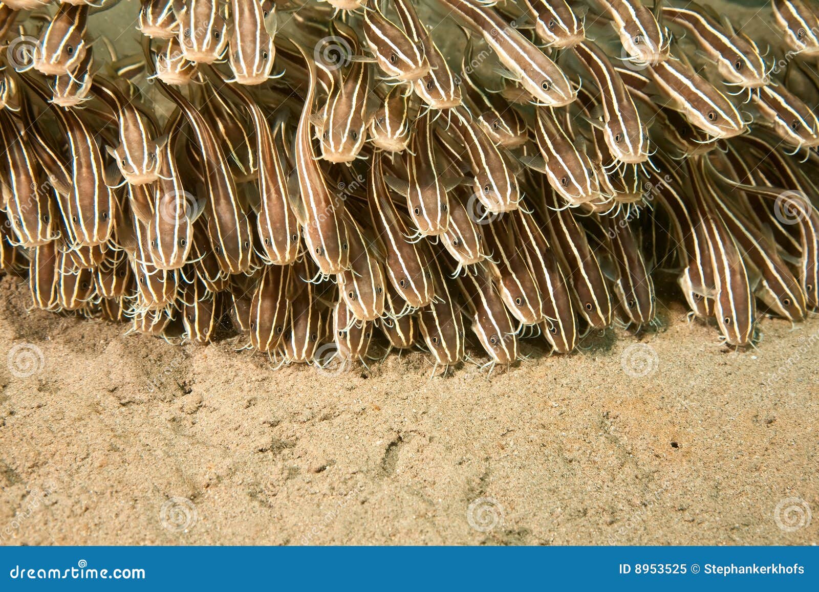 Striped eel catfish stock image. Image of background, reef - 8953525