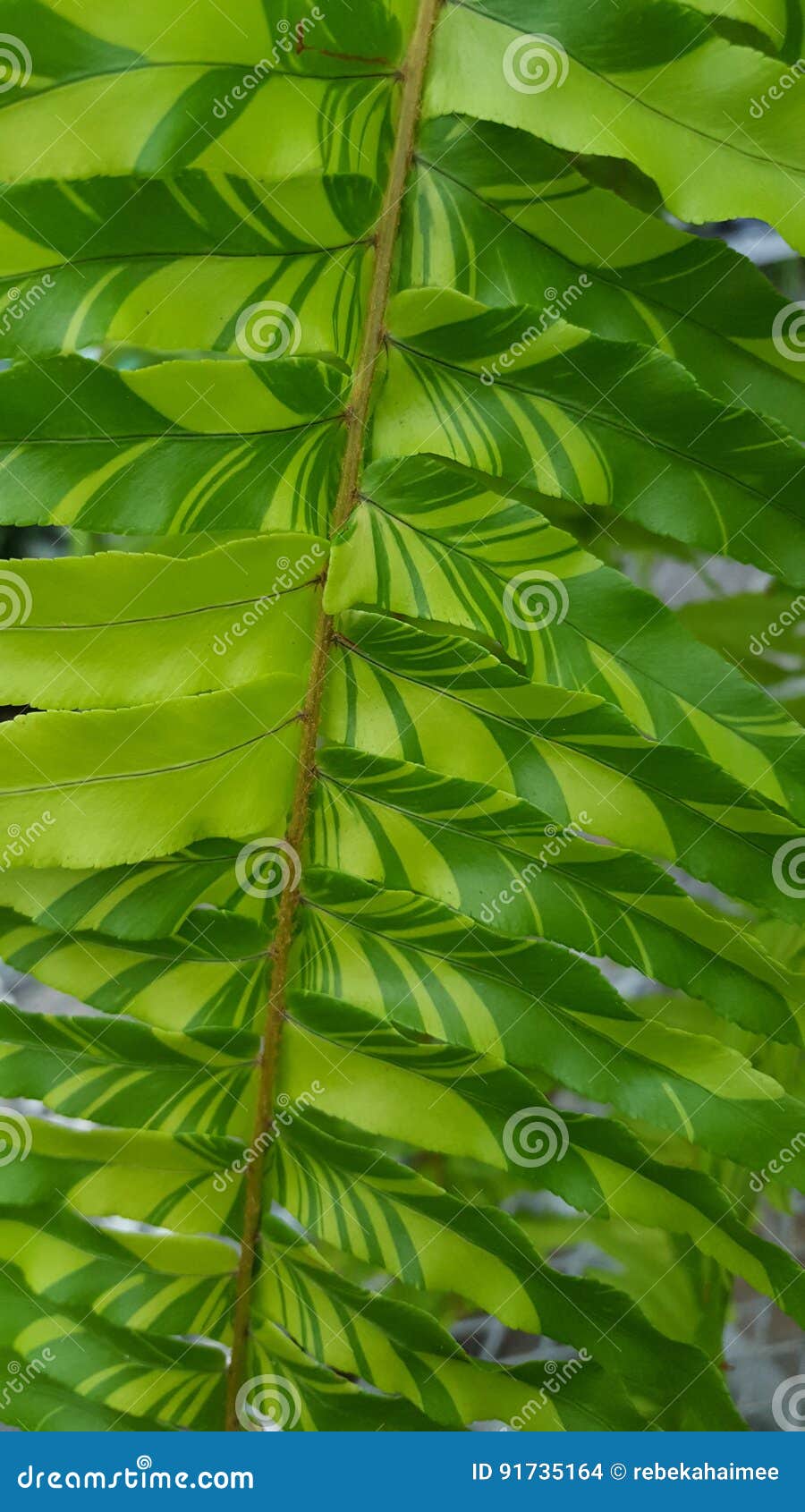 Striped Fern Leaf stock photo. Image of ferns, shades - 91735164
