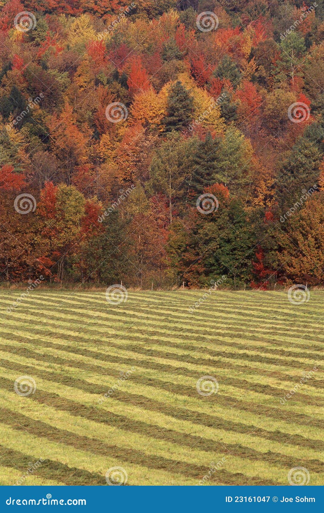 Striped field stock image. Image of crop, foliage, fall - 23161047