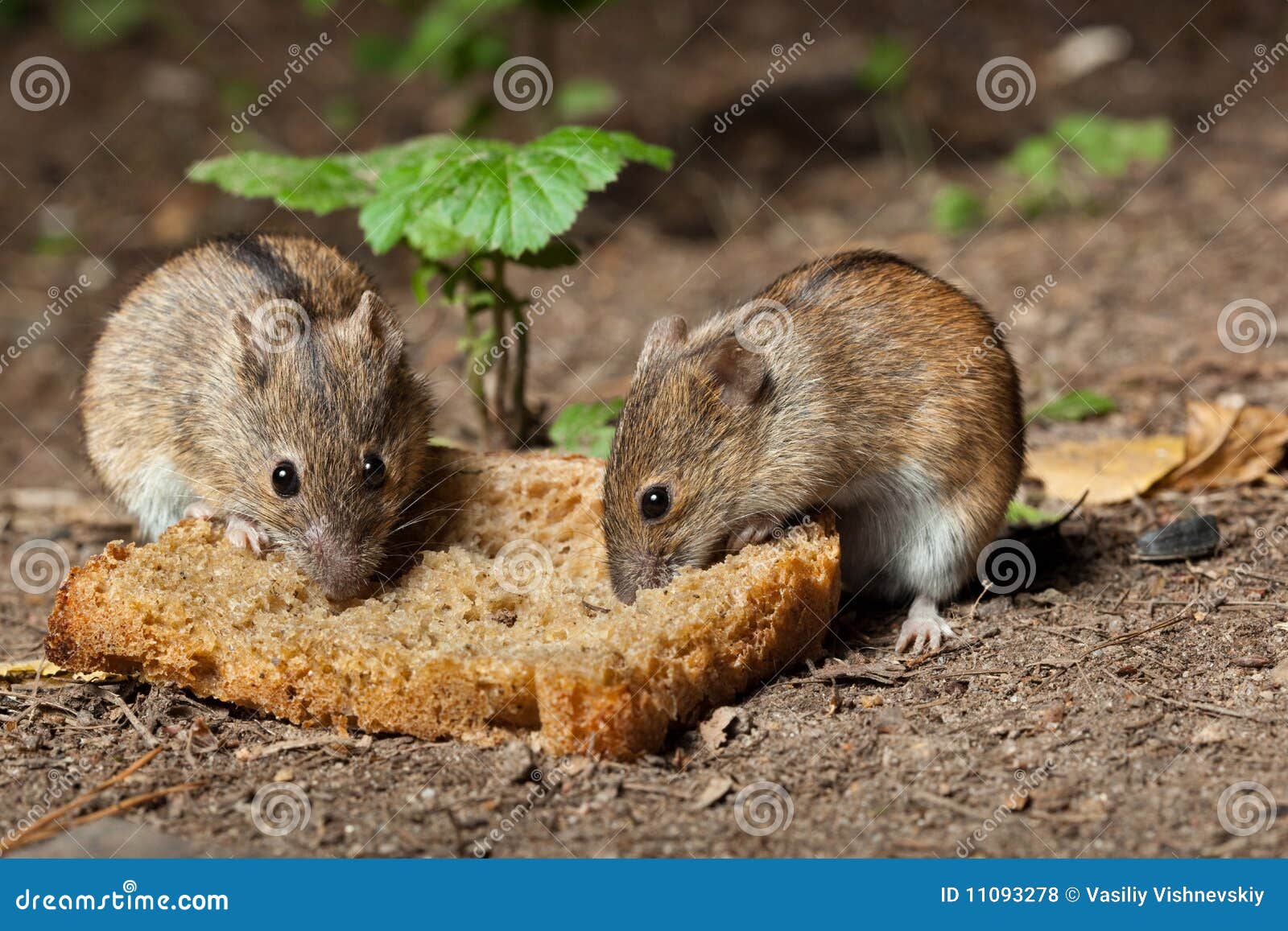 Striped Field Mouse (Apodemus Agrarius). Stock Photo - Image of bread ...