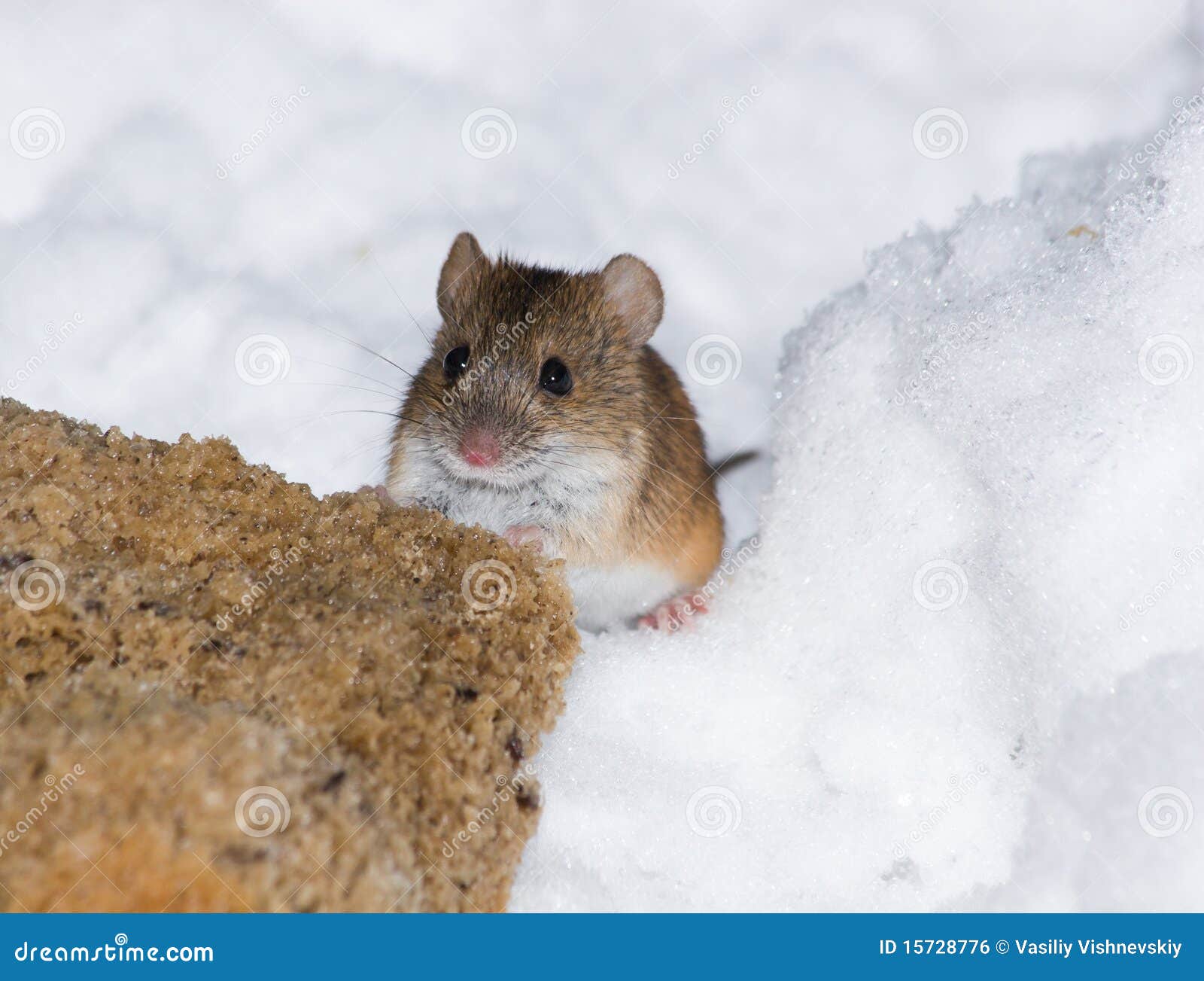 Striped Field Mouse, Apodemus Agrarius Stock Photo - Image of habitat ...