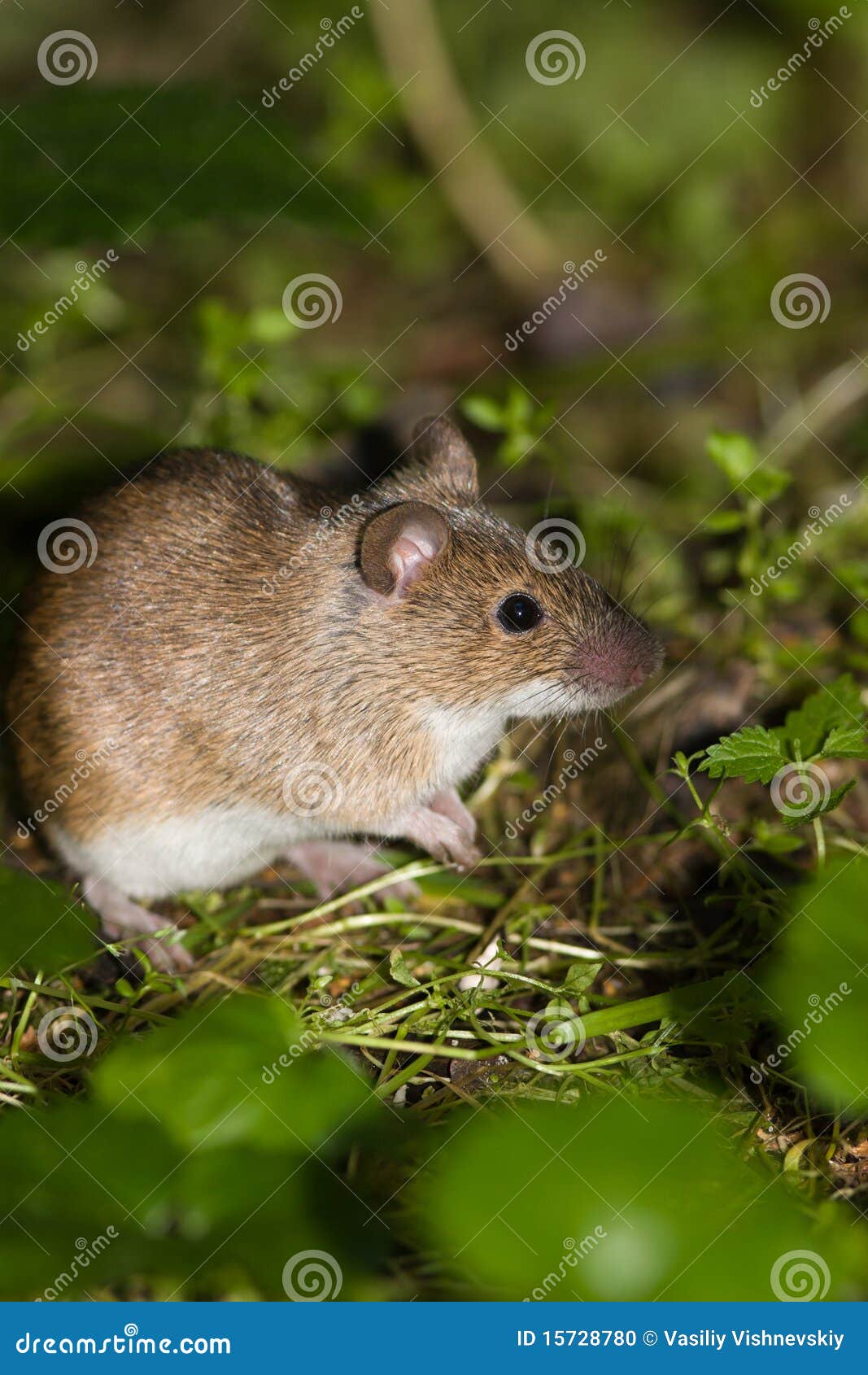 Apodemus Agrarius Looking Among The Bushes Royalty-Free Stock ...