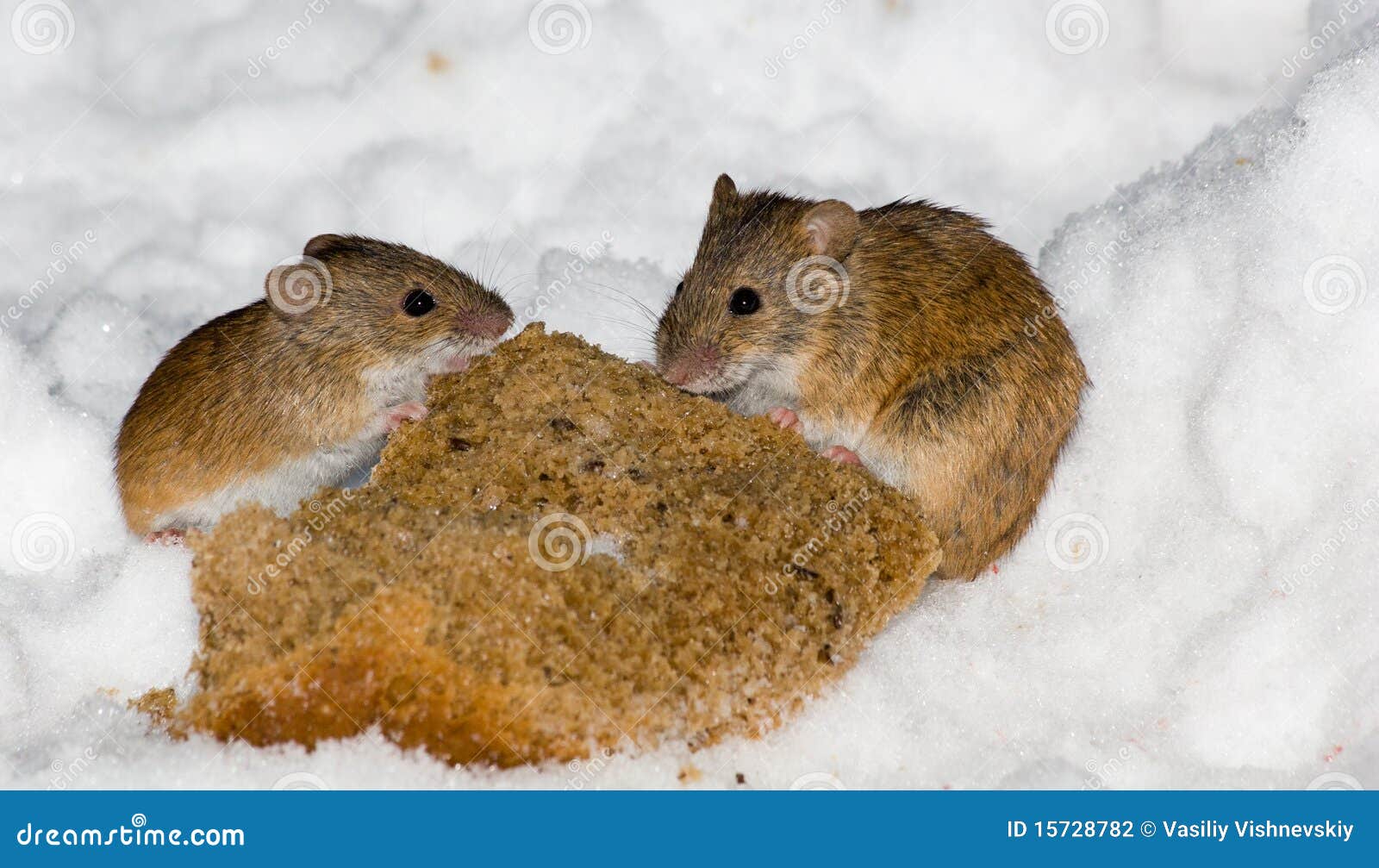 Striped Field Mouse, Apodemus Agrarius Stock Photo - Image of brown ...