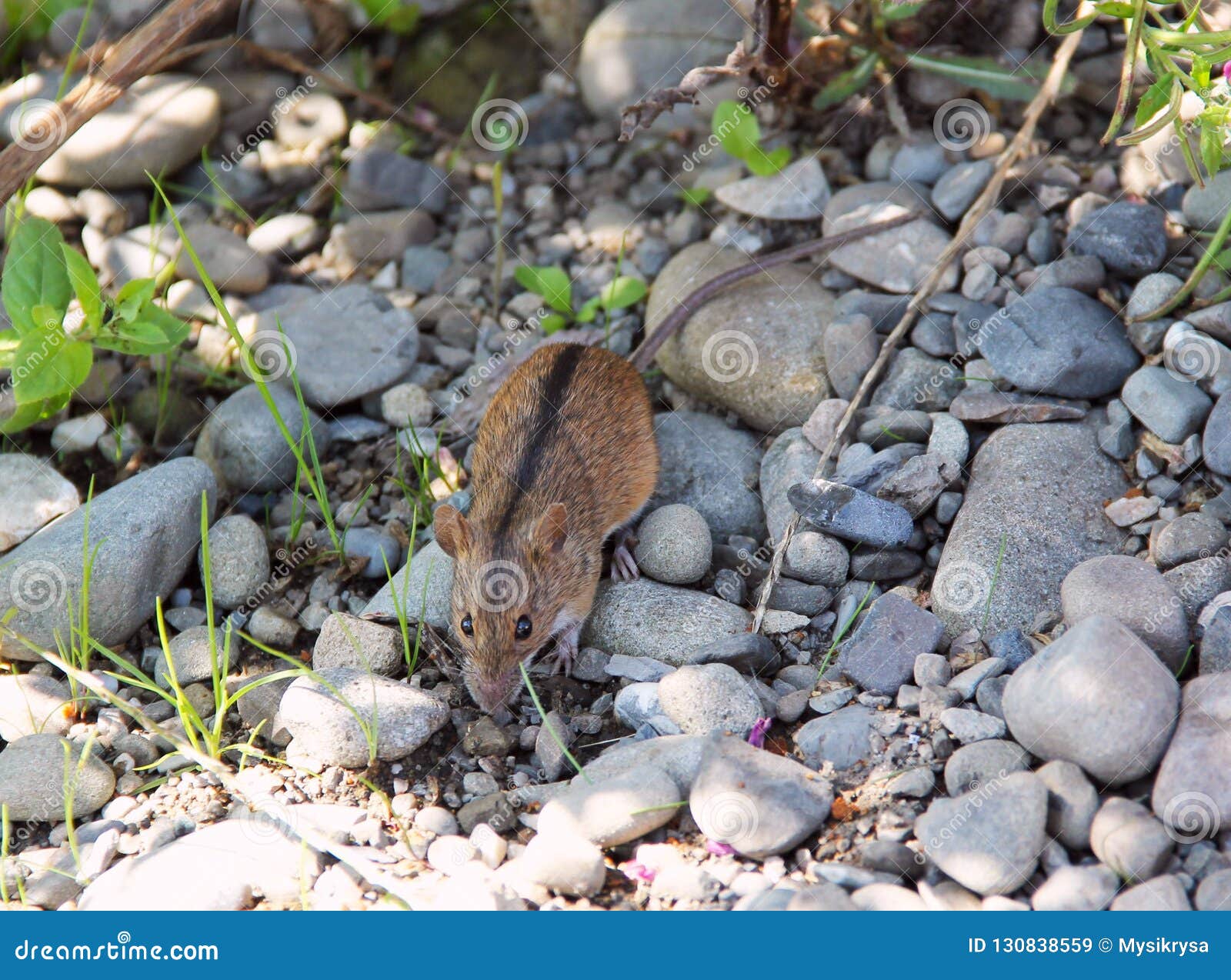 Striped field mouse stock image. Image of stones, downy - 130838559