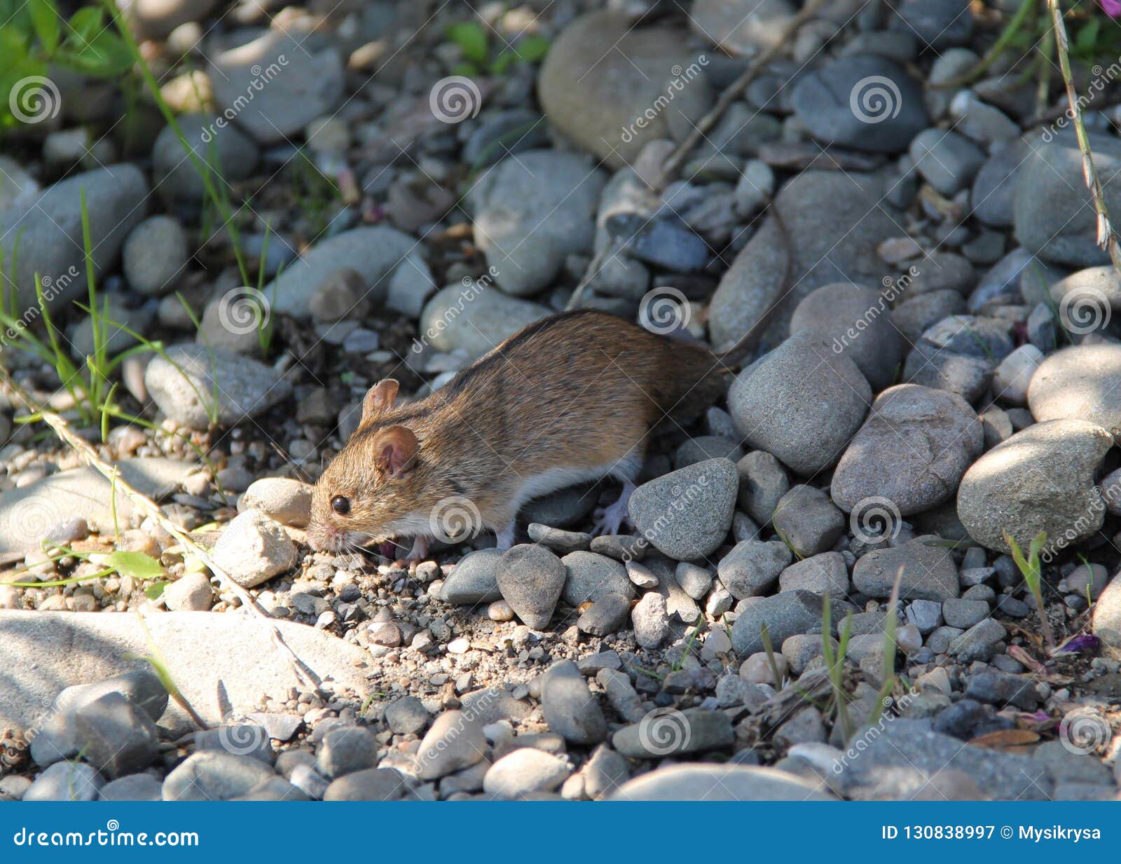 Striped field mouse stock image. Image of small, shaggy - 130838997