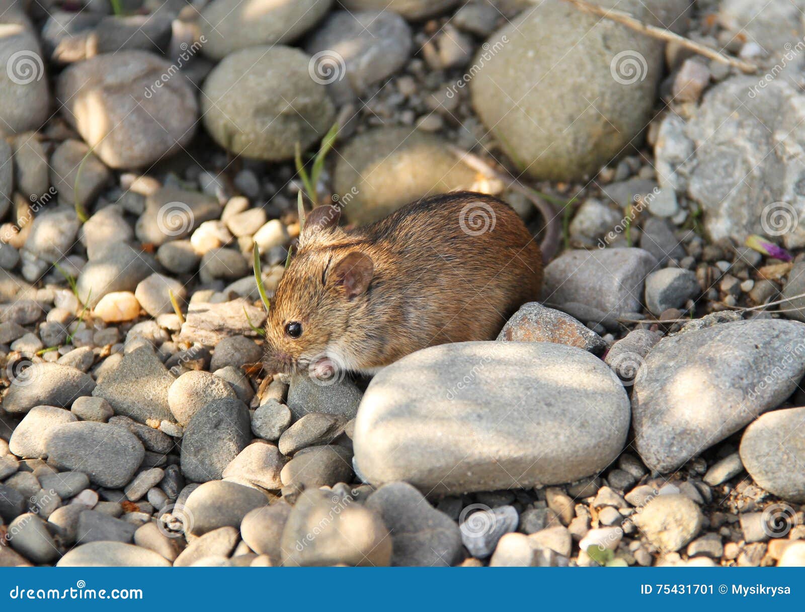 Striped field mouse stock image. Image of little, nature - 75431701