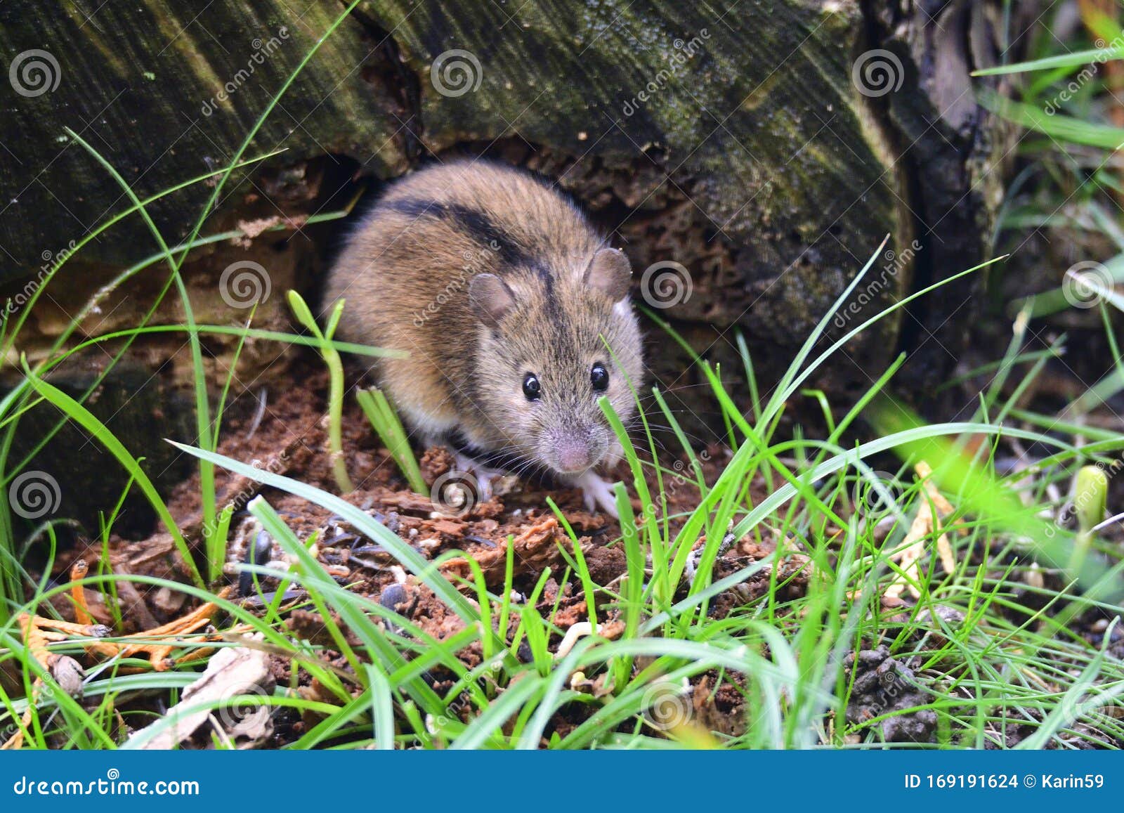 Striped field mouse stock photo. Image of rodent, fauna - 169191624