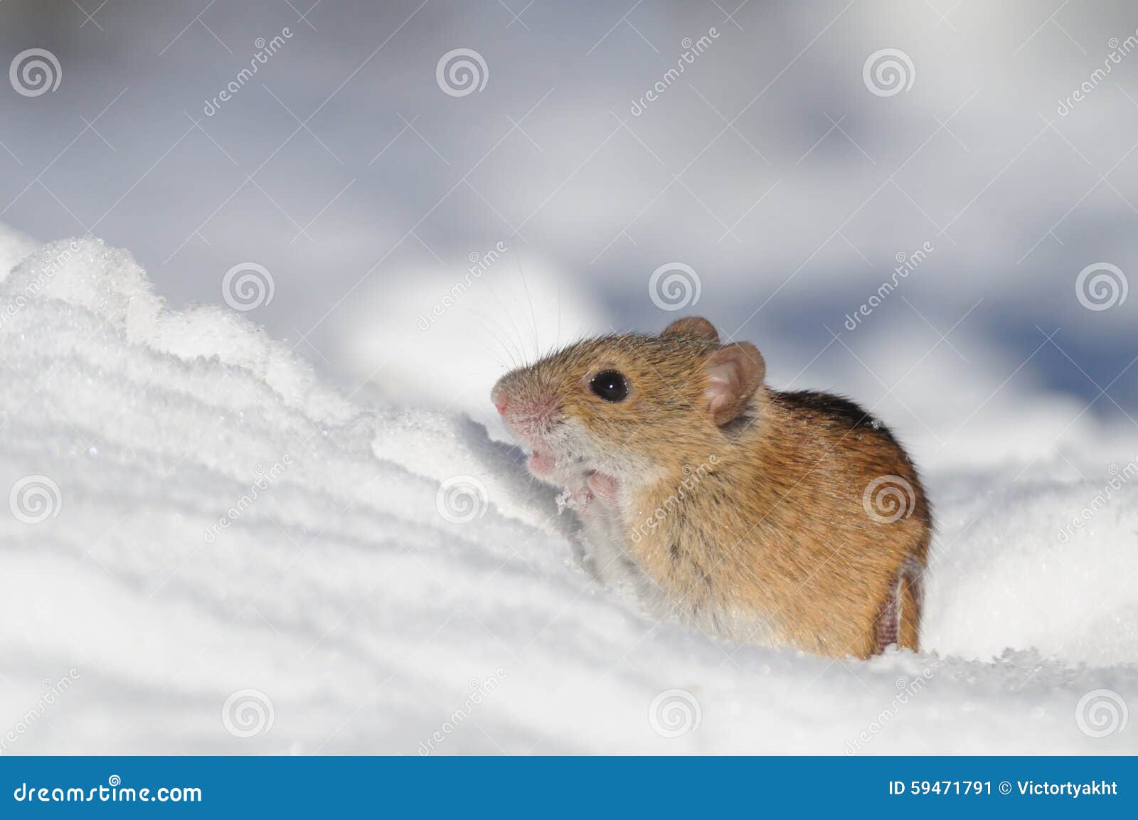 Striped Field Mouse in Snow Stock Image - Image of side, apodemus: 59471791