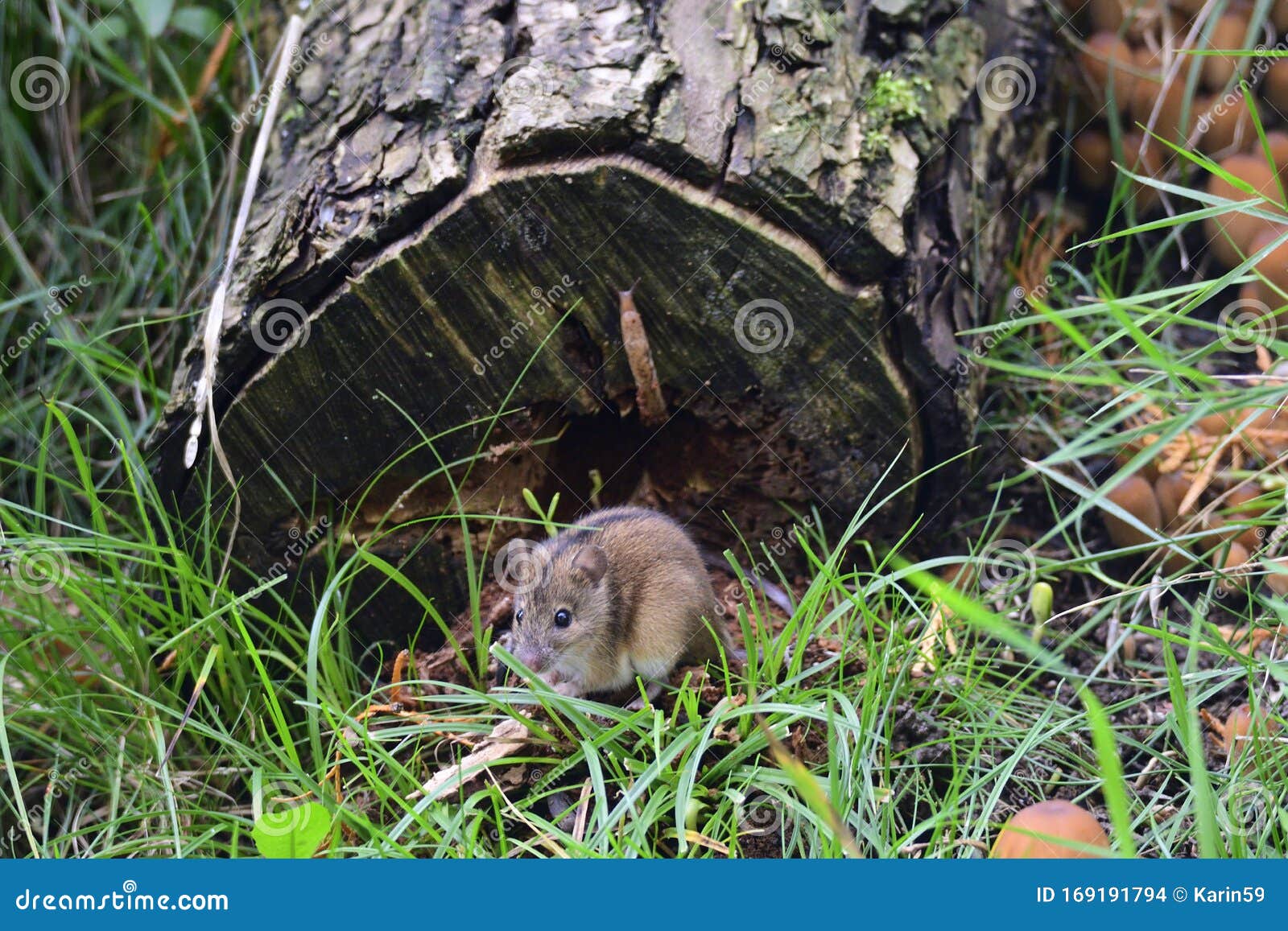 Striped field mouse stock photo. Image of field, common - 169191794