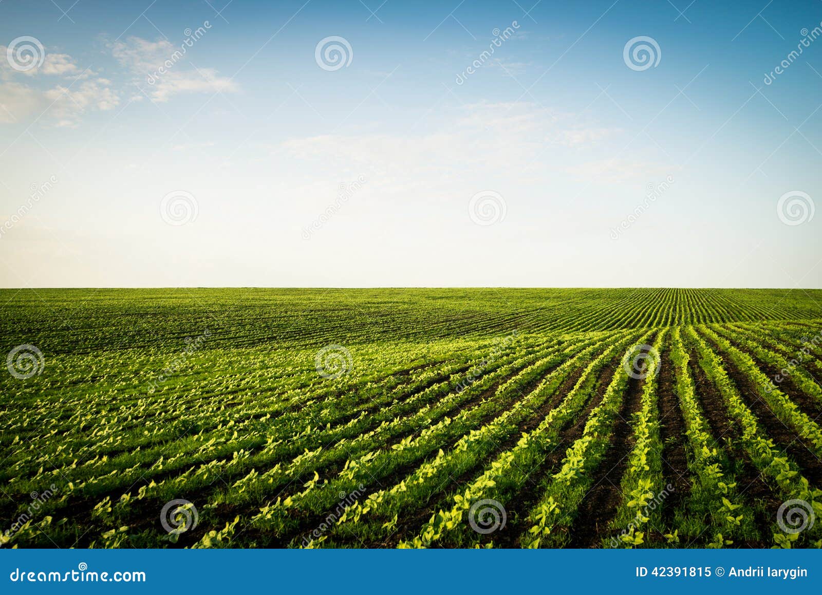 Striped field stock image. Image of agriculture, nature - 42391815