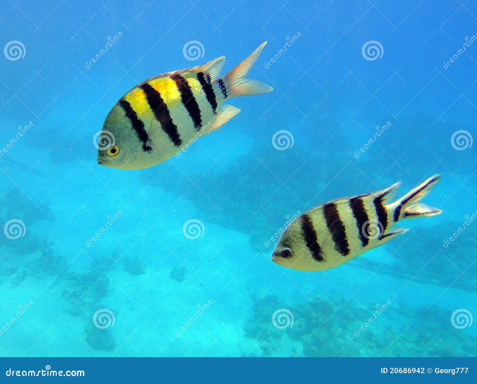 Striped fish stock photo. Image of sheikh, egypt, coast - 20686942