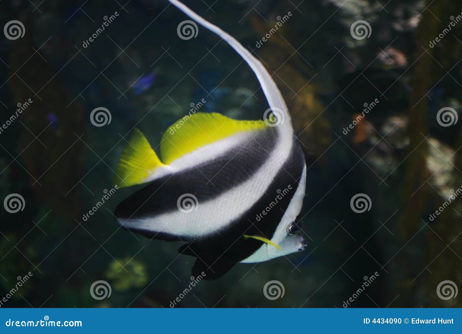 Striped Fish stock photo. Image of white, tank, angel - 4434090