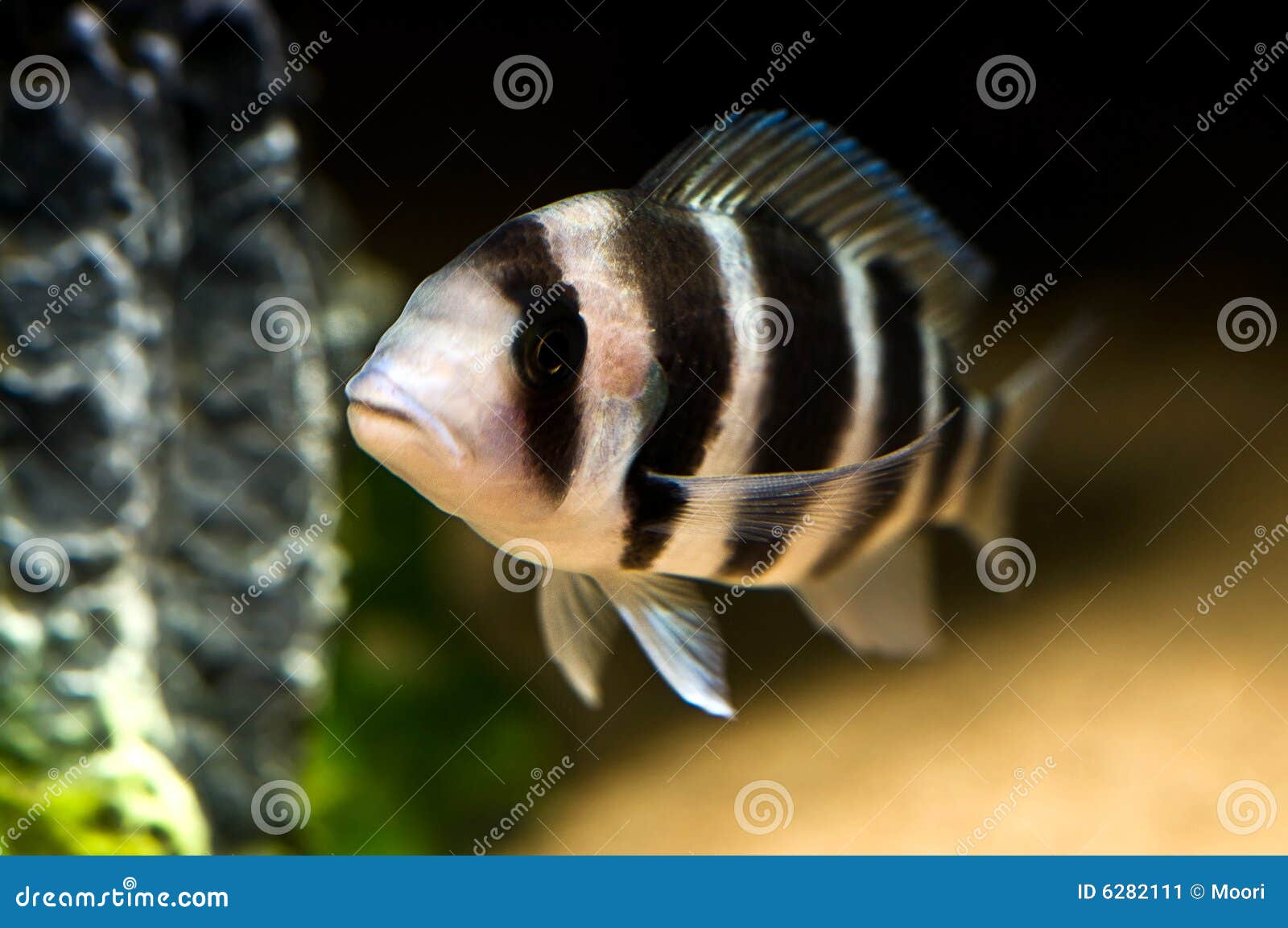 Striped fish stock image. Image of nature, depth, malawi - 6282111