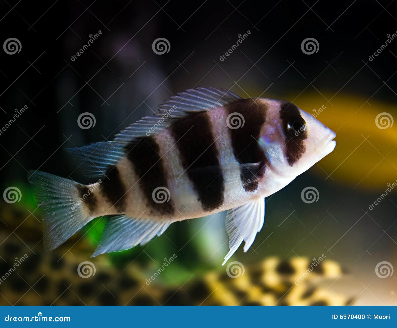 Striped fish stock photo. Image of depth, fins, malawi - 6370400