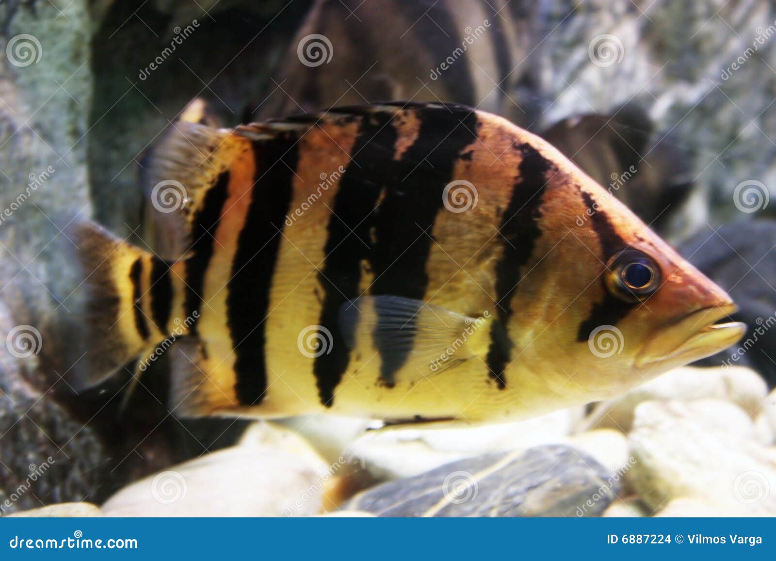 Striped Fish stock photo. Image of goldfish, shark, river - 6887224