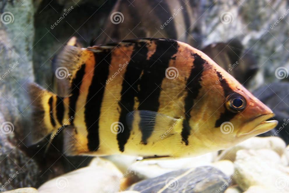 Striped Fish stock photo. Image of goldfish, shark, river - 6887224