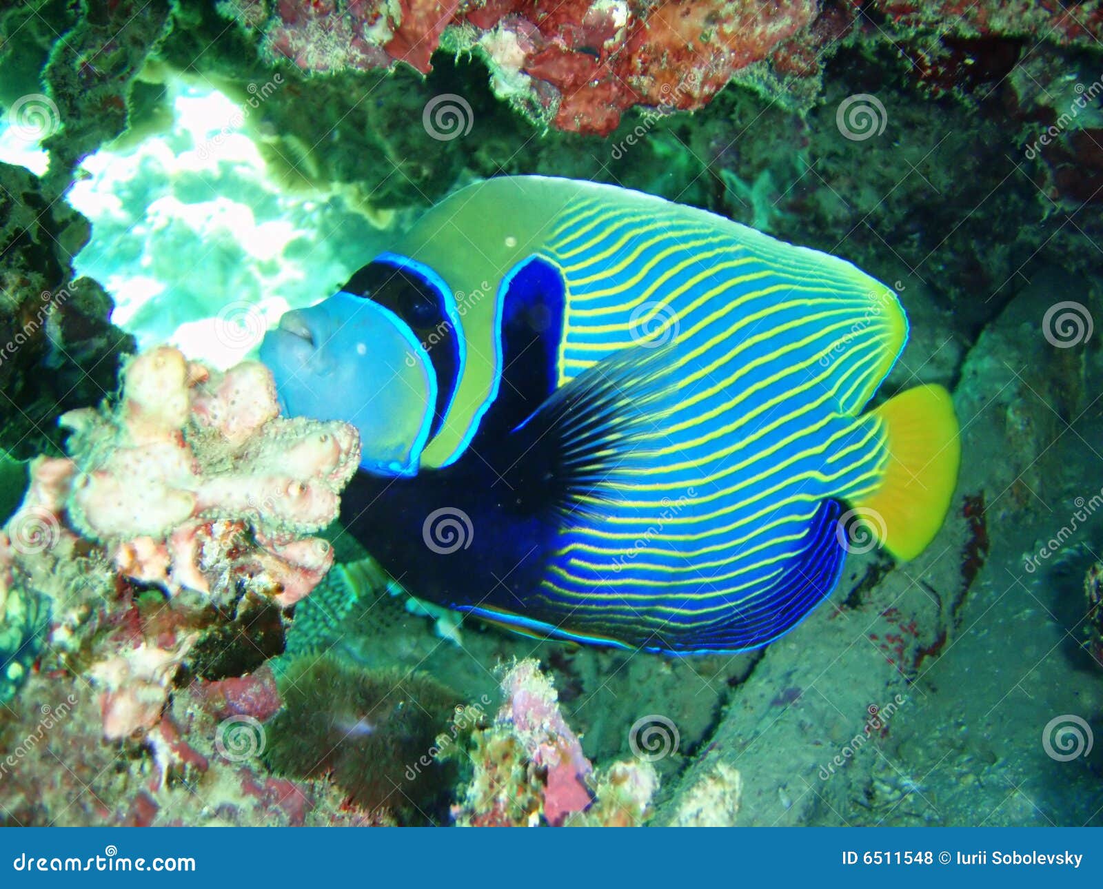 Striped fish butterfly stock photo. Image of body, beautiful - 6511548