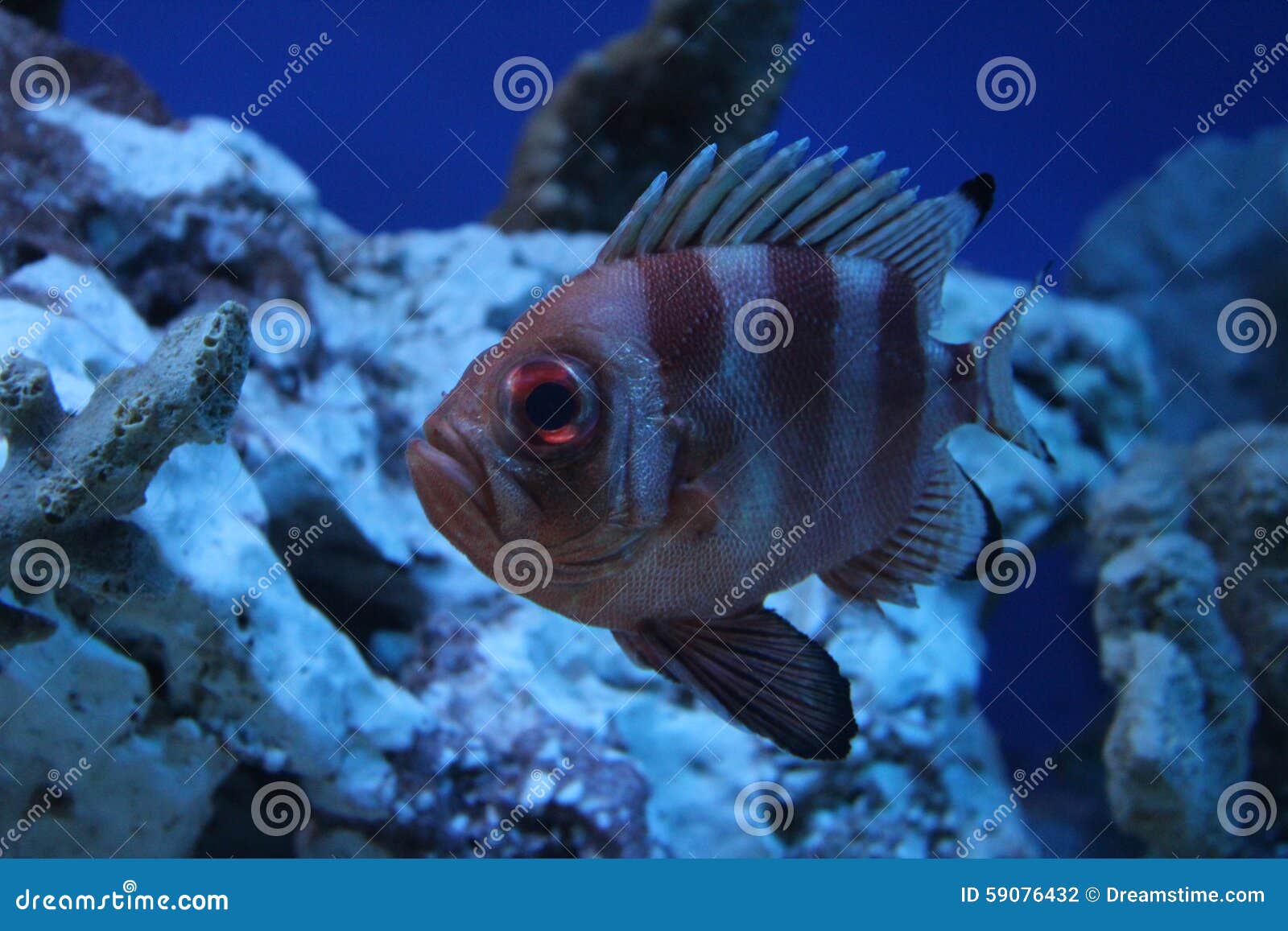 Striped fish stock photo. Image of stripes, tropical - 59076432