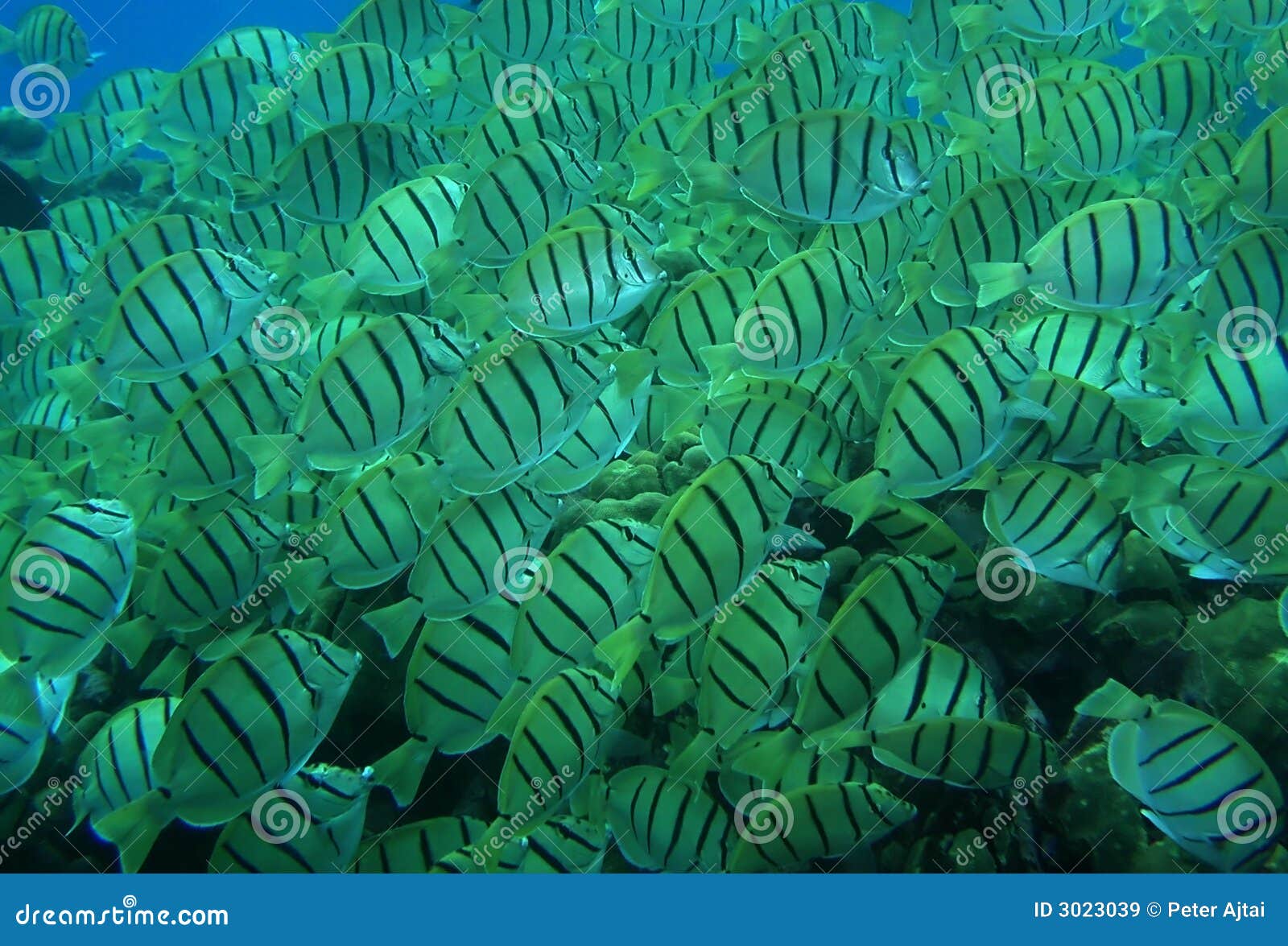 Striped Fish in Tropical Water Stock Image - Image of group, swim: 3023039