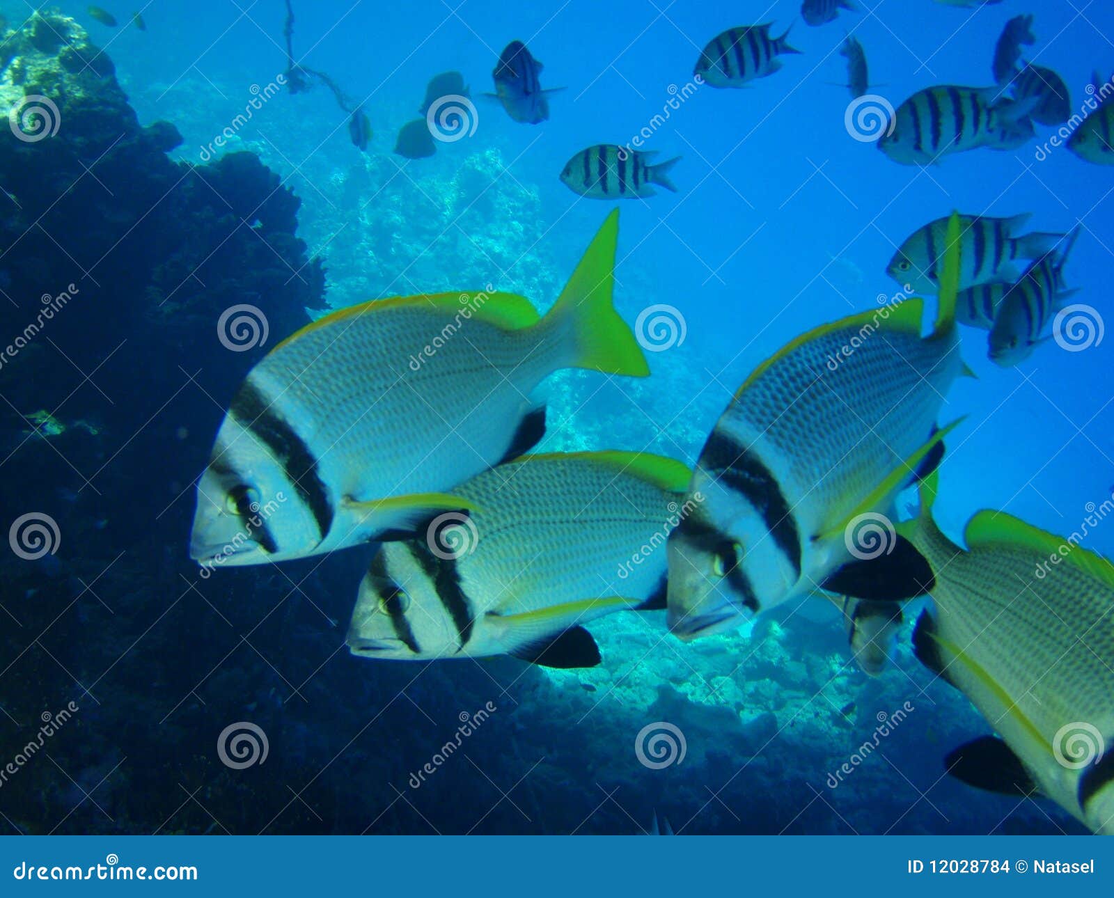The Striped Fishes are in a Sea Stock Photo - Image of water, reef ...