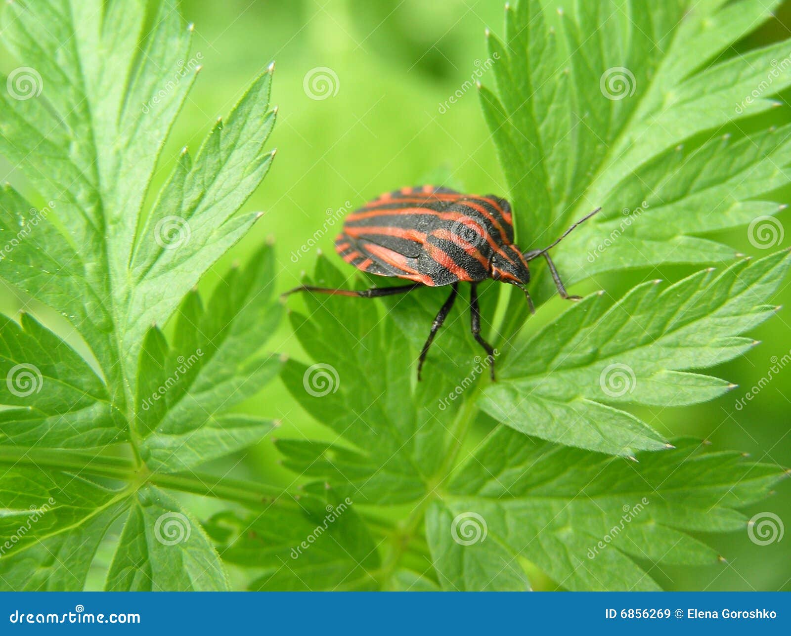 Striped flea beetle stock image. Image of mire, black - 6856269