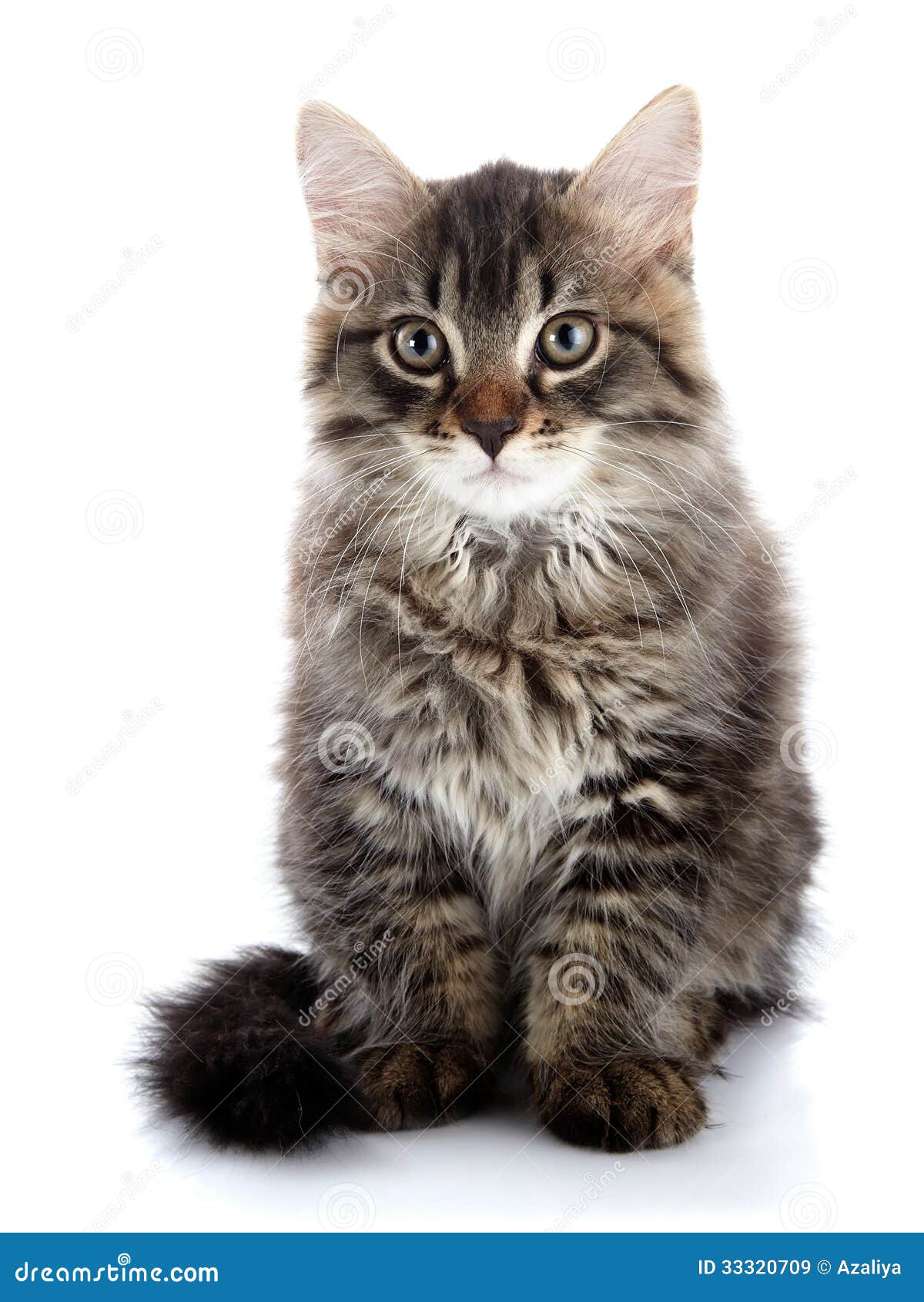The Striped Fluffy Cat Sits On A Chair. Stock Image | CartoonDealer.com ...
