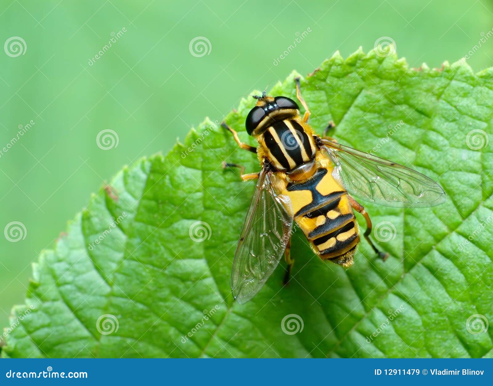 Striped Fly (Syrfidae) on a Leaf. Stock Image - Image of natures ...