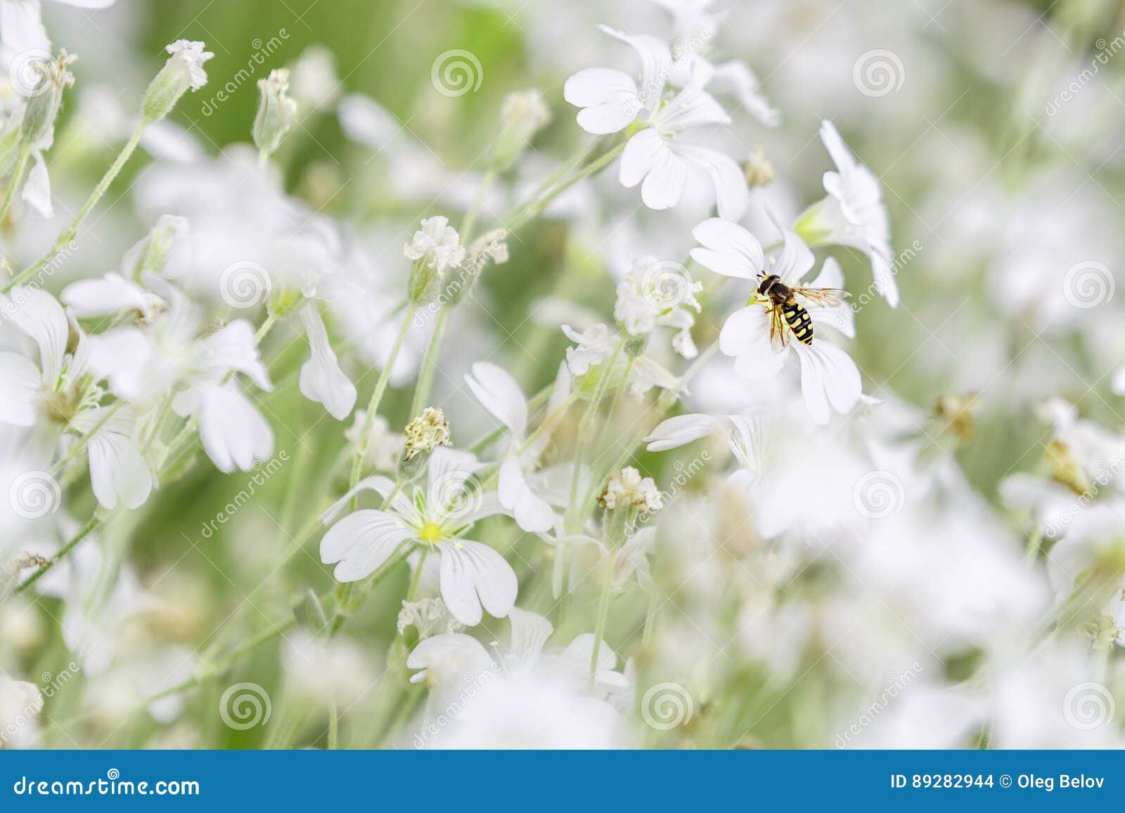 Striped Fly Syrphidae Helps Pollination in the Garden in Spring. Stock ...
