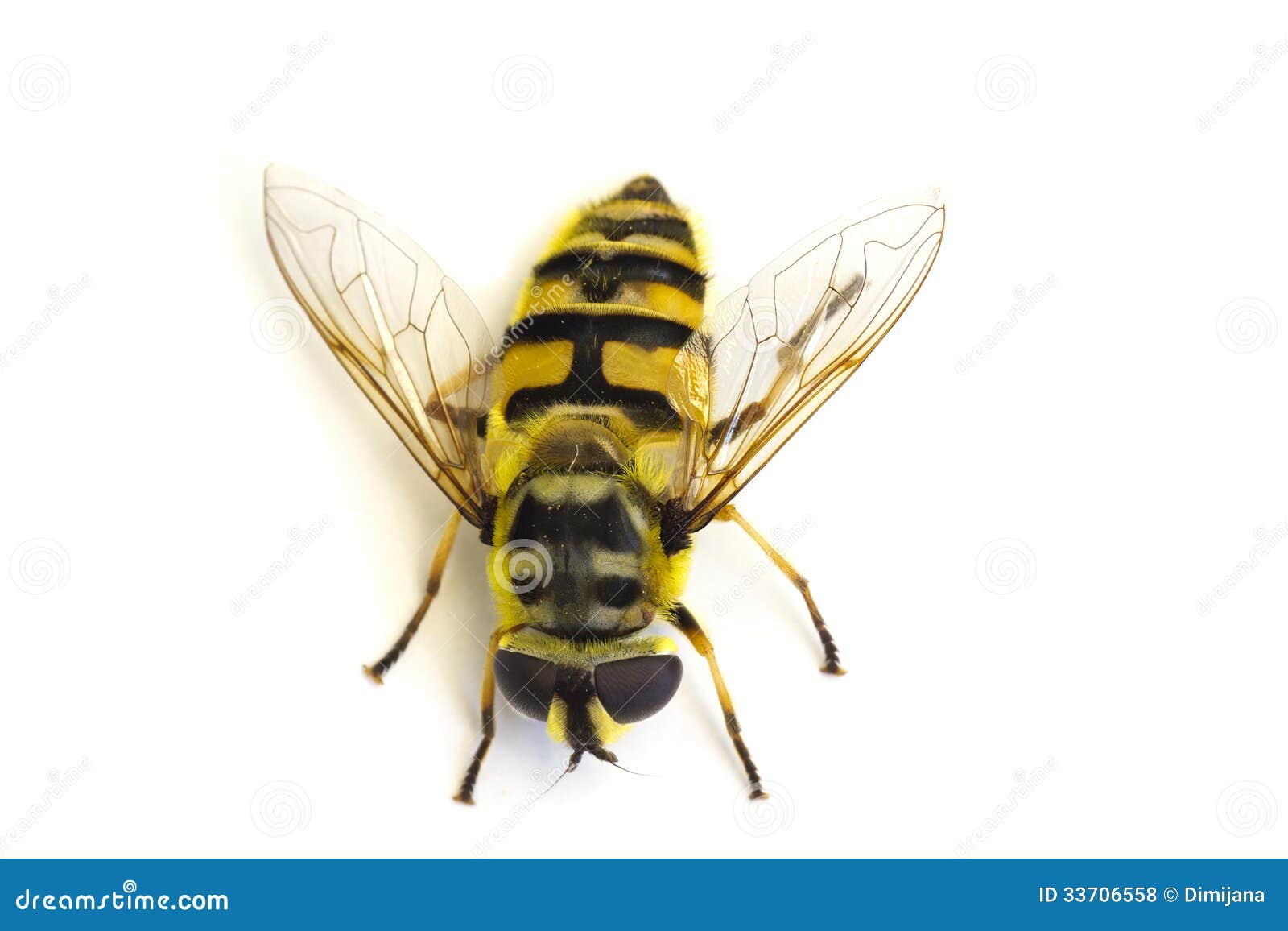 Striped fly stock photo. Image of biology, closeup, yellow - 33706558