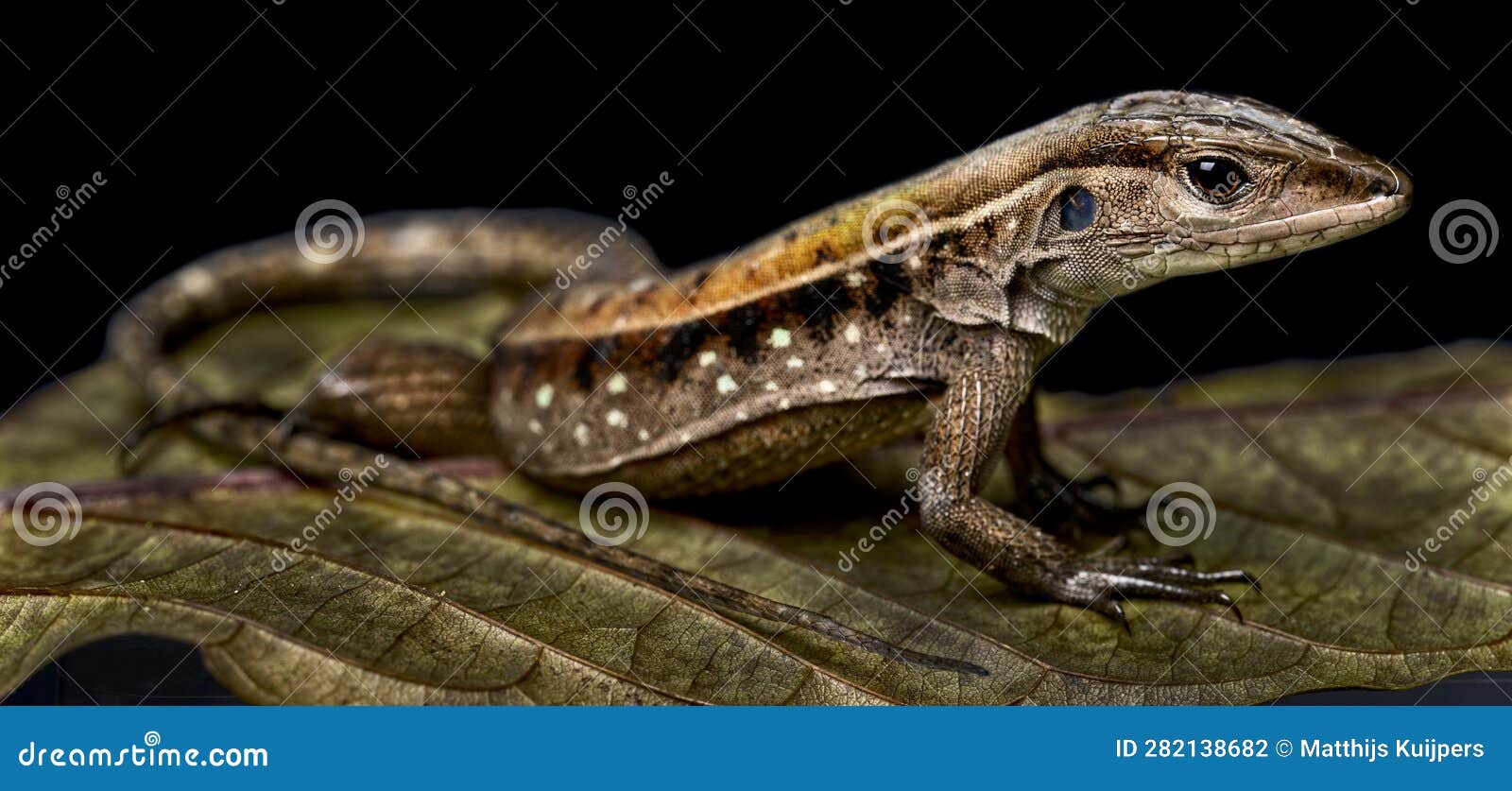 Striped Forest Whiptail (Kentropix Calcarata) Stock Photo - Image of ...