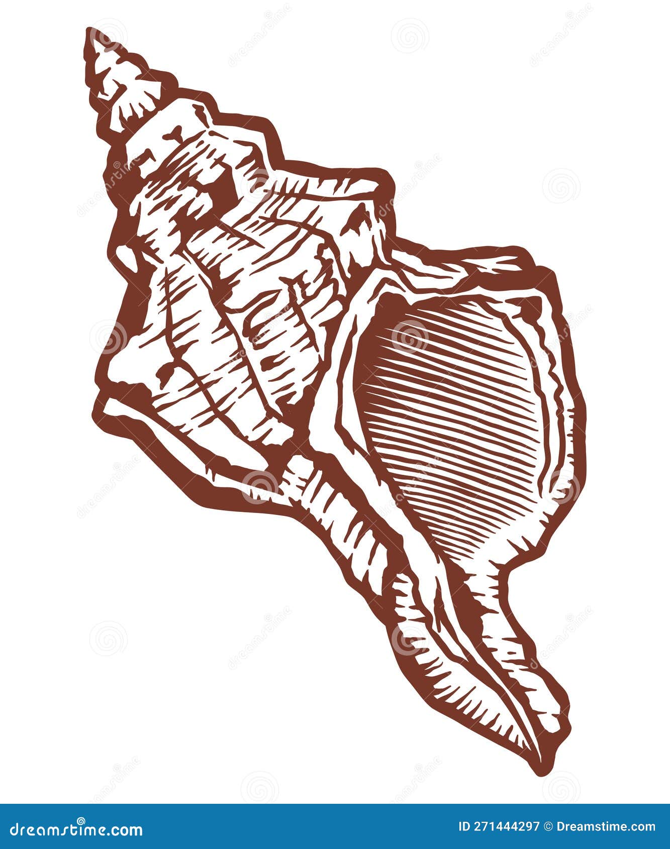 Striped Fox Shell - Pleuroploca Trapezium - Vector Illustration Stock ...