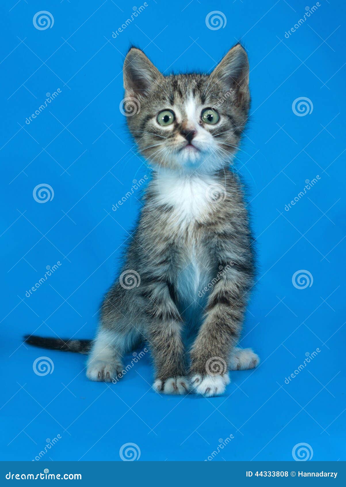 Striped Frightened Kitten Sitting on Blue Stock Photo - Image of funny ...