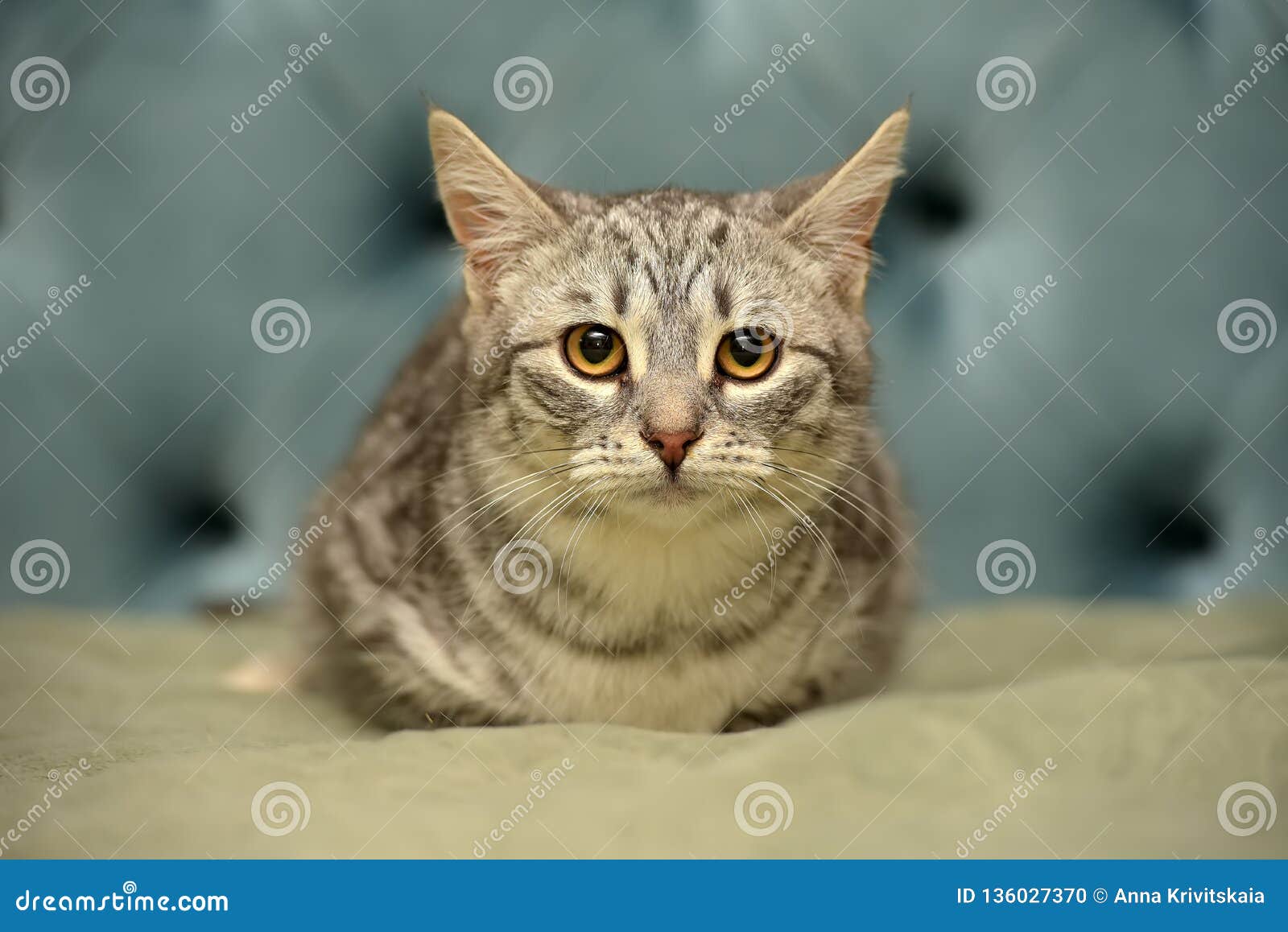 Striped Frightened Young Cat Stock Photo - Image of feline, kitty ...
