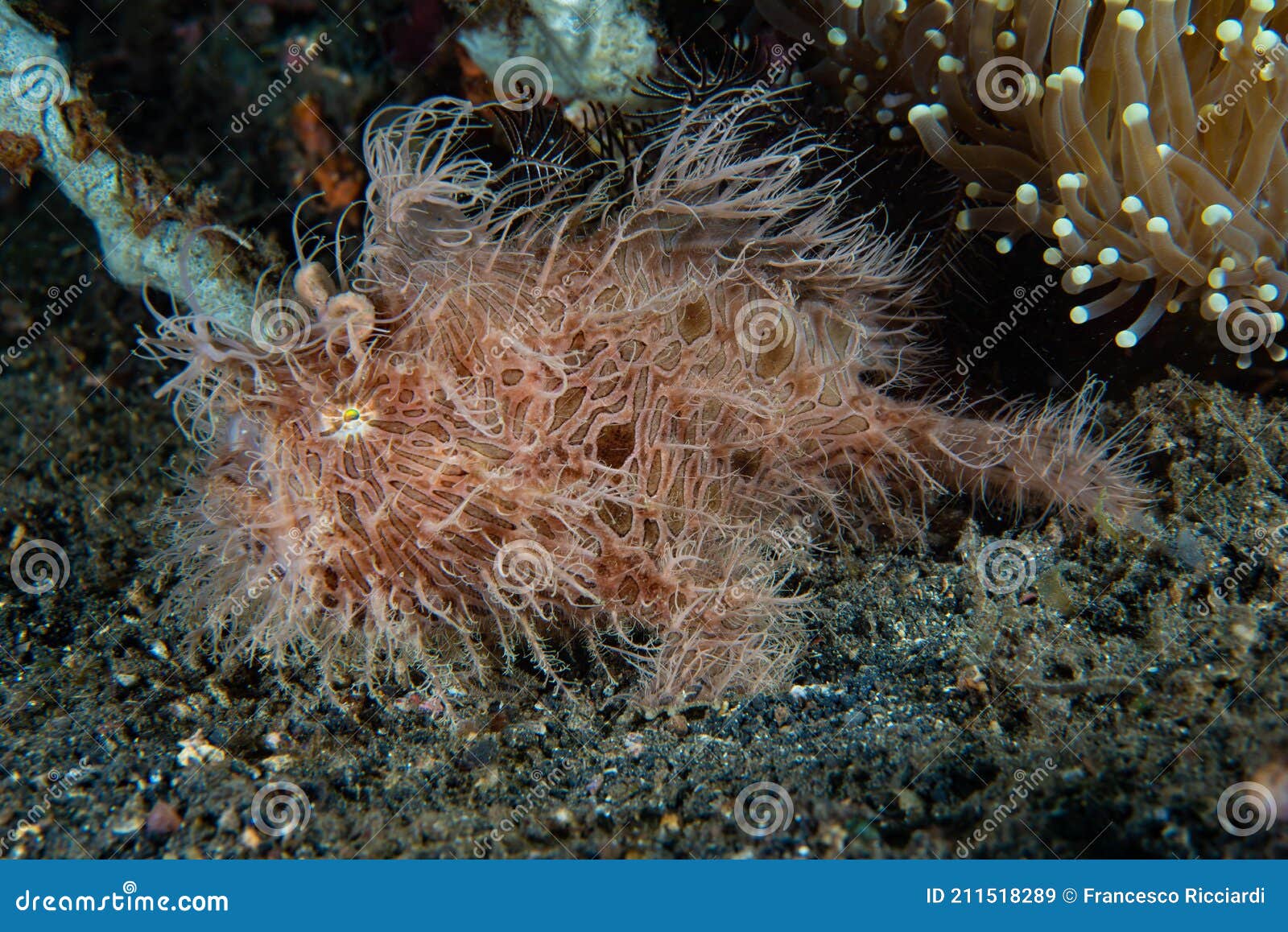 Striped Frogfish Antennarius Striatus Stock Image - Image of sulawesi ...