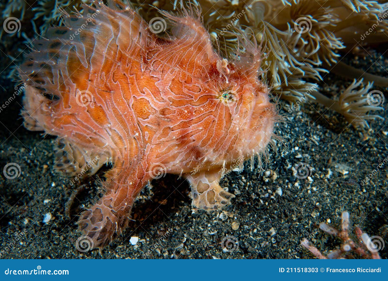 Striped Frogfish Antennarius Striatus Stock Image - Image of animal ...