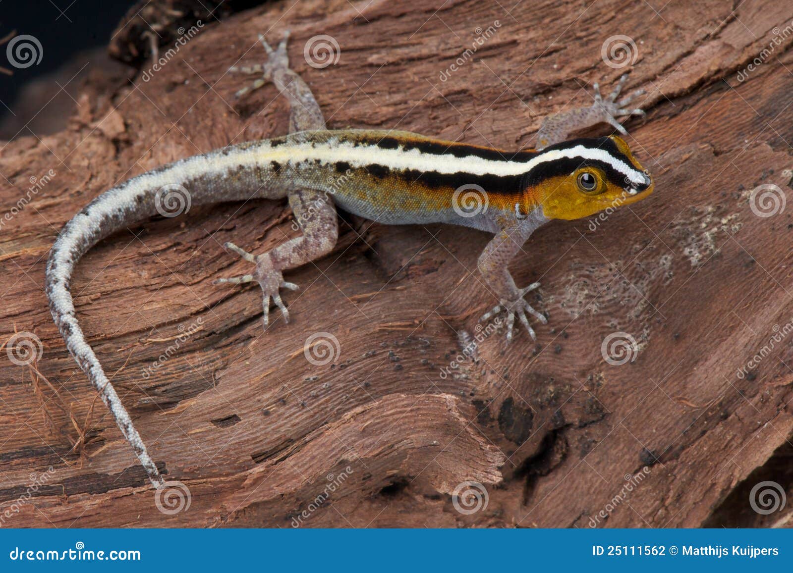 Striped gecko stock photo. Image of gecko, gonatodes - 25111562