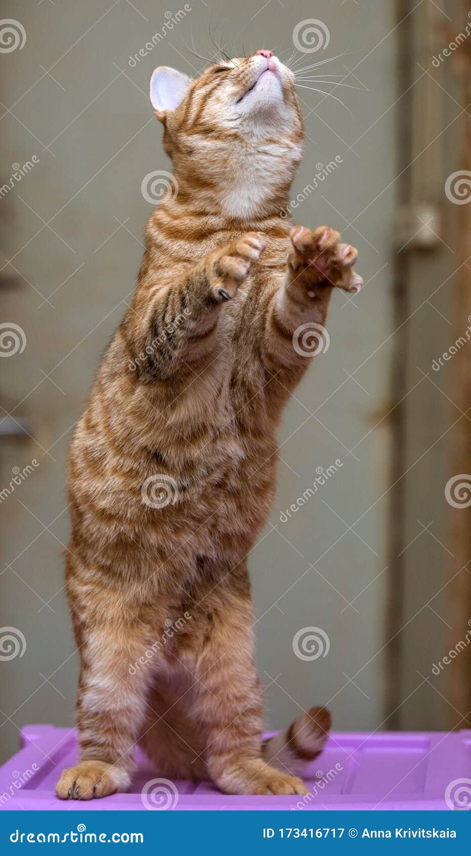Striped Ginger Cat Standing On Its Hind Legs Stock Photo ...