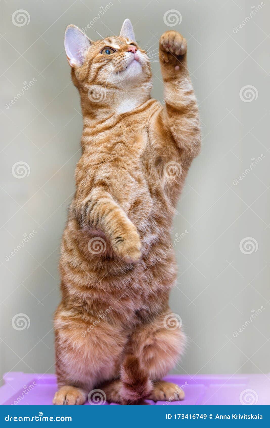 Striped Ginger Cat Standing on Its Hind Legs Stock Image - Image of ...