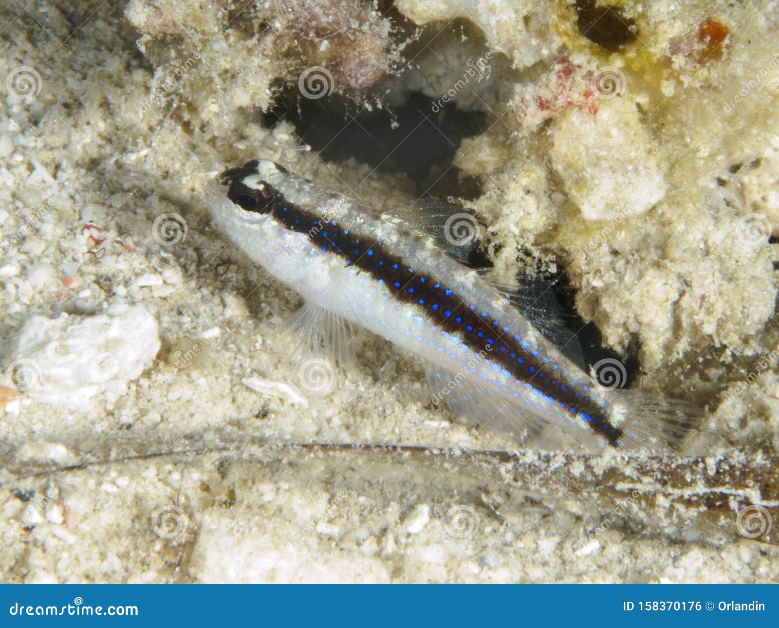 Striped Goby stock photo. Image of asterropteryx, fish - 158370176