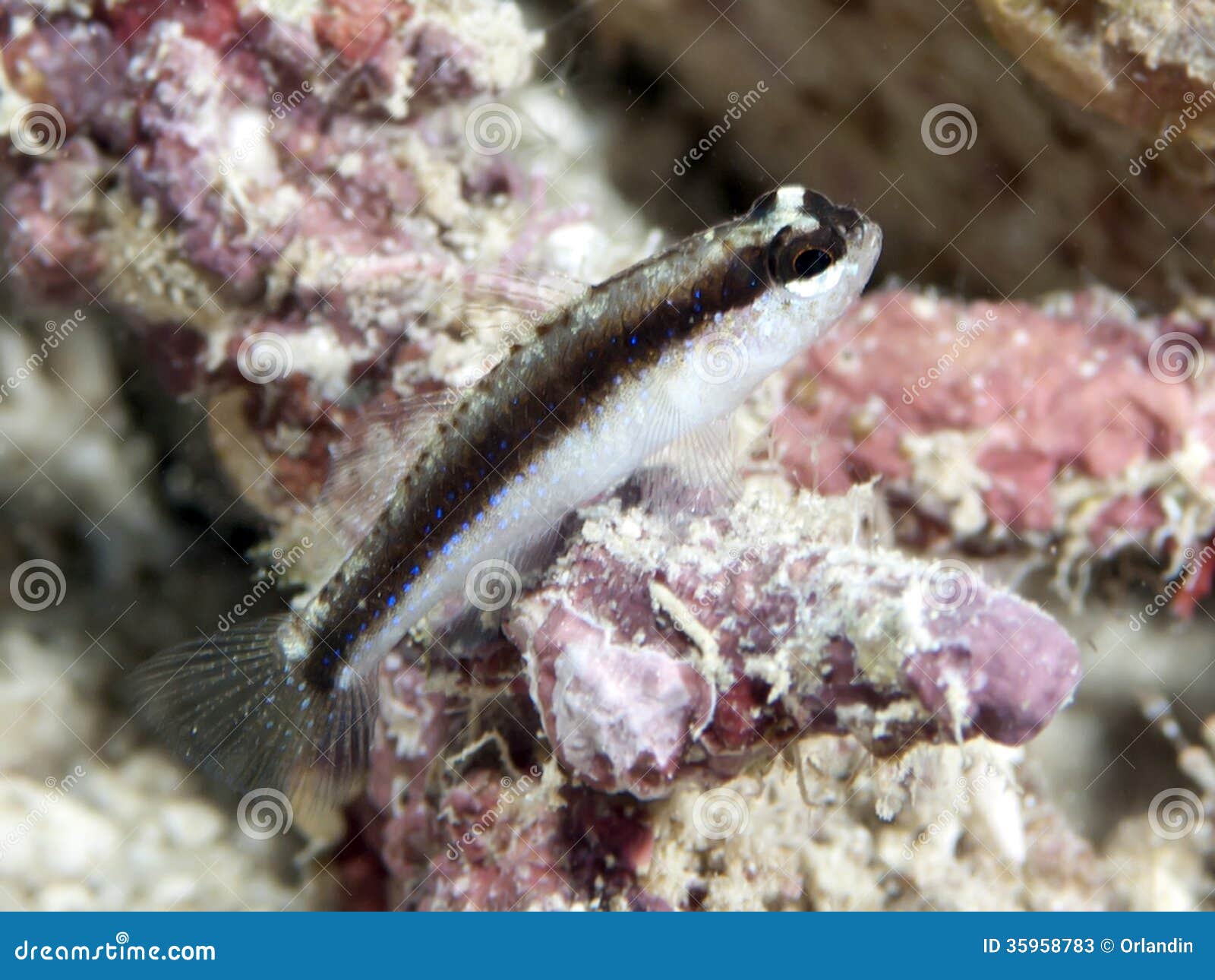 Striped Goby stock image. Image of wild, oceanic, underwater - 35958783