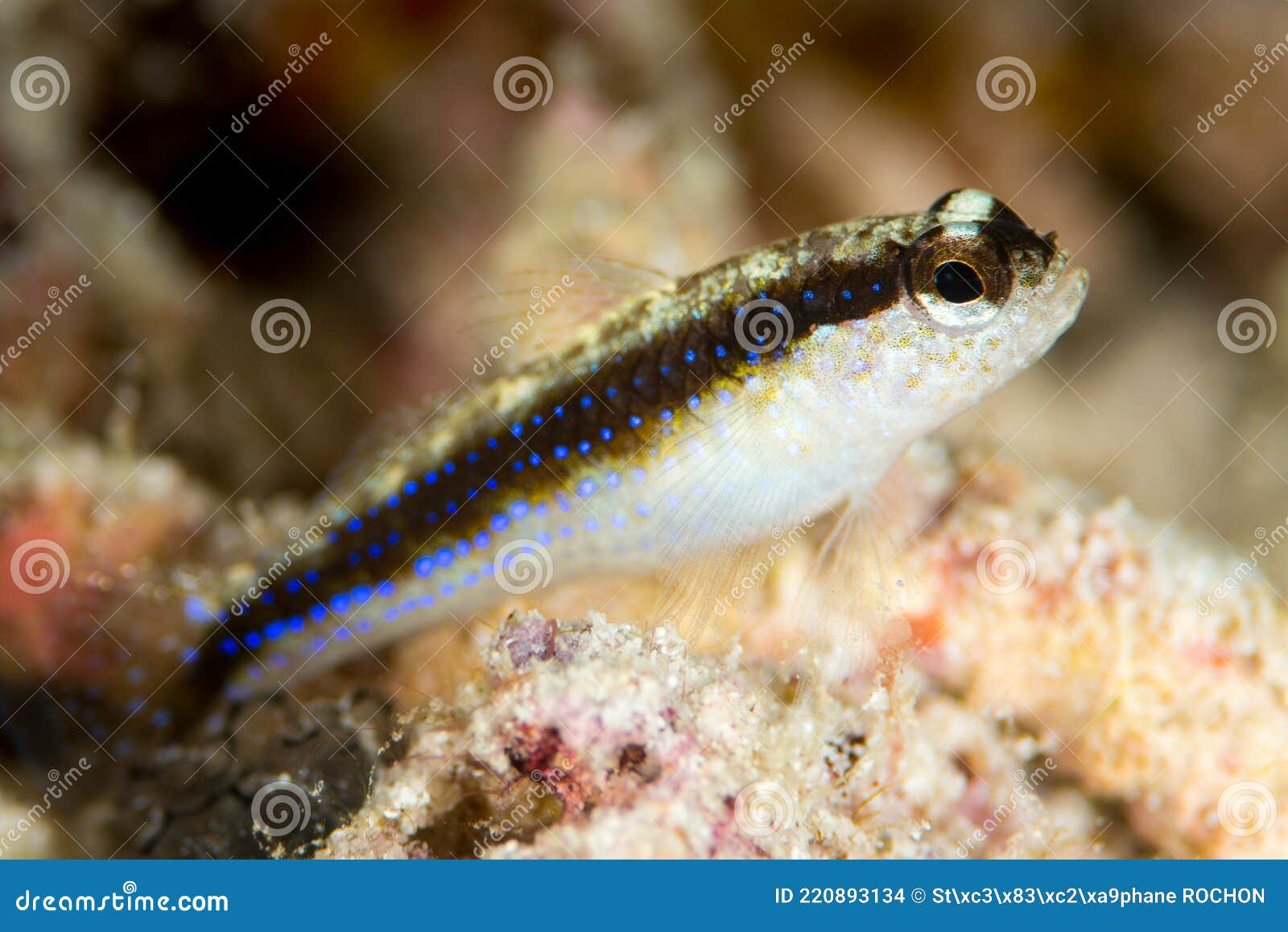 Striped goby fish stock photo. Image of ampat, blue - 220893134
