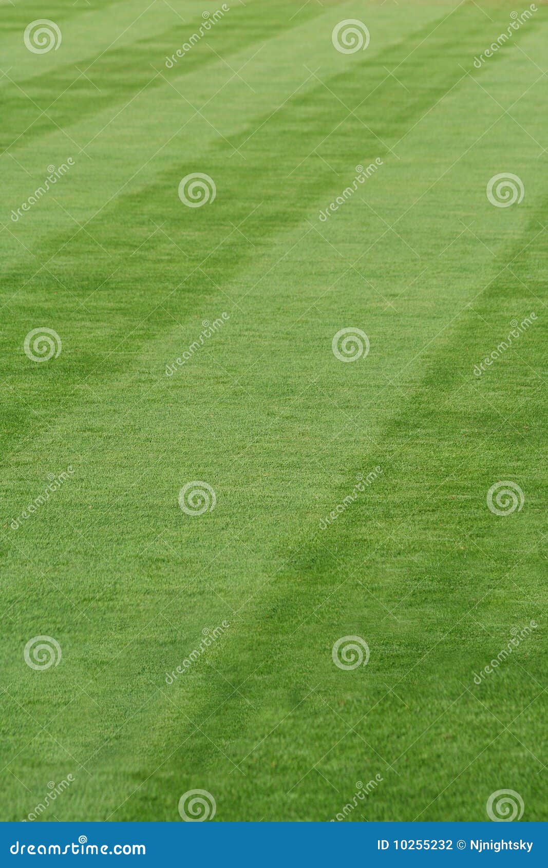 Striped grass stock photo. Image of lawn, rows, plant - 10255232