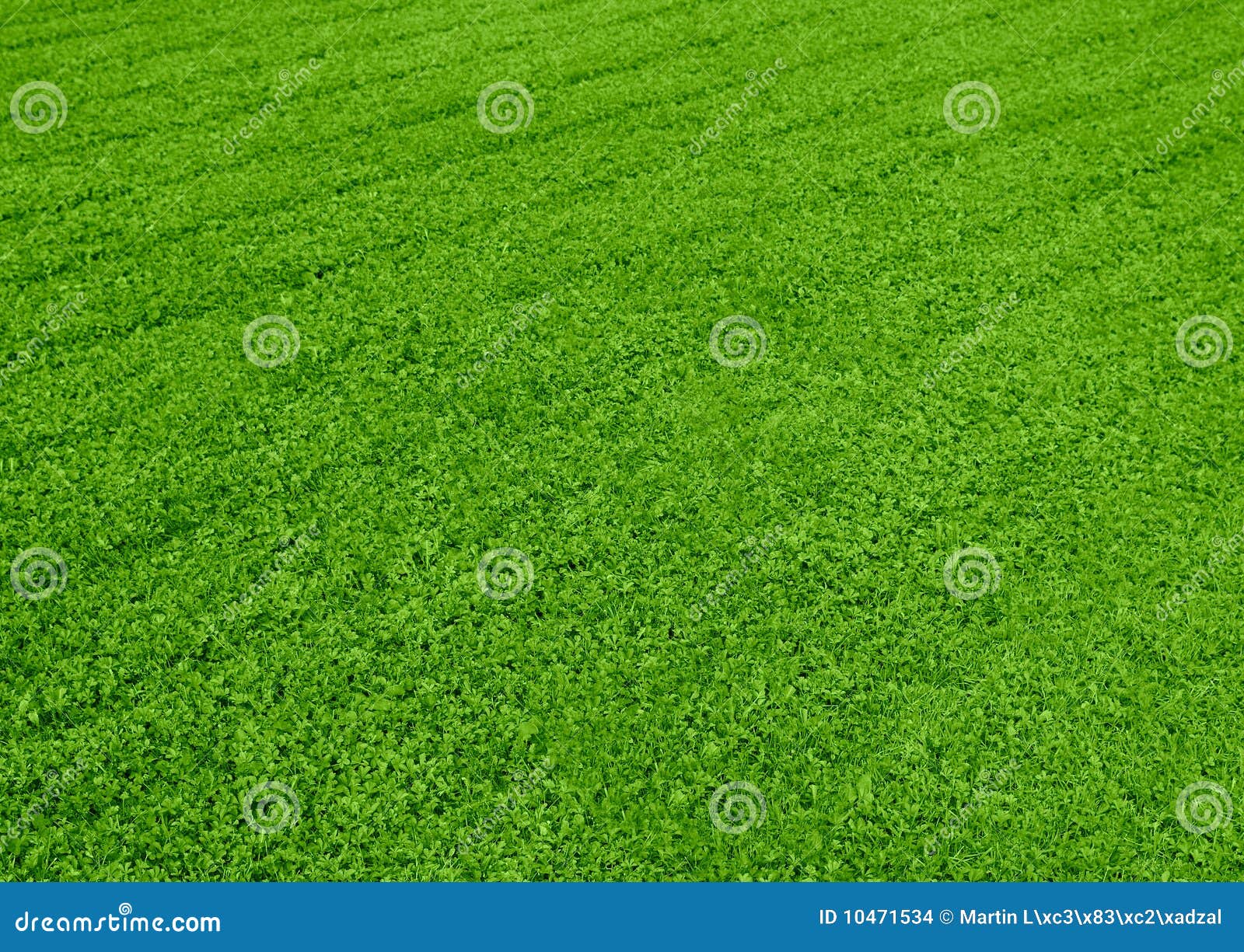 Striped Grass Stock Images Image 10471534