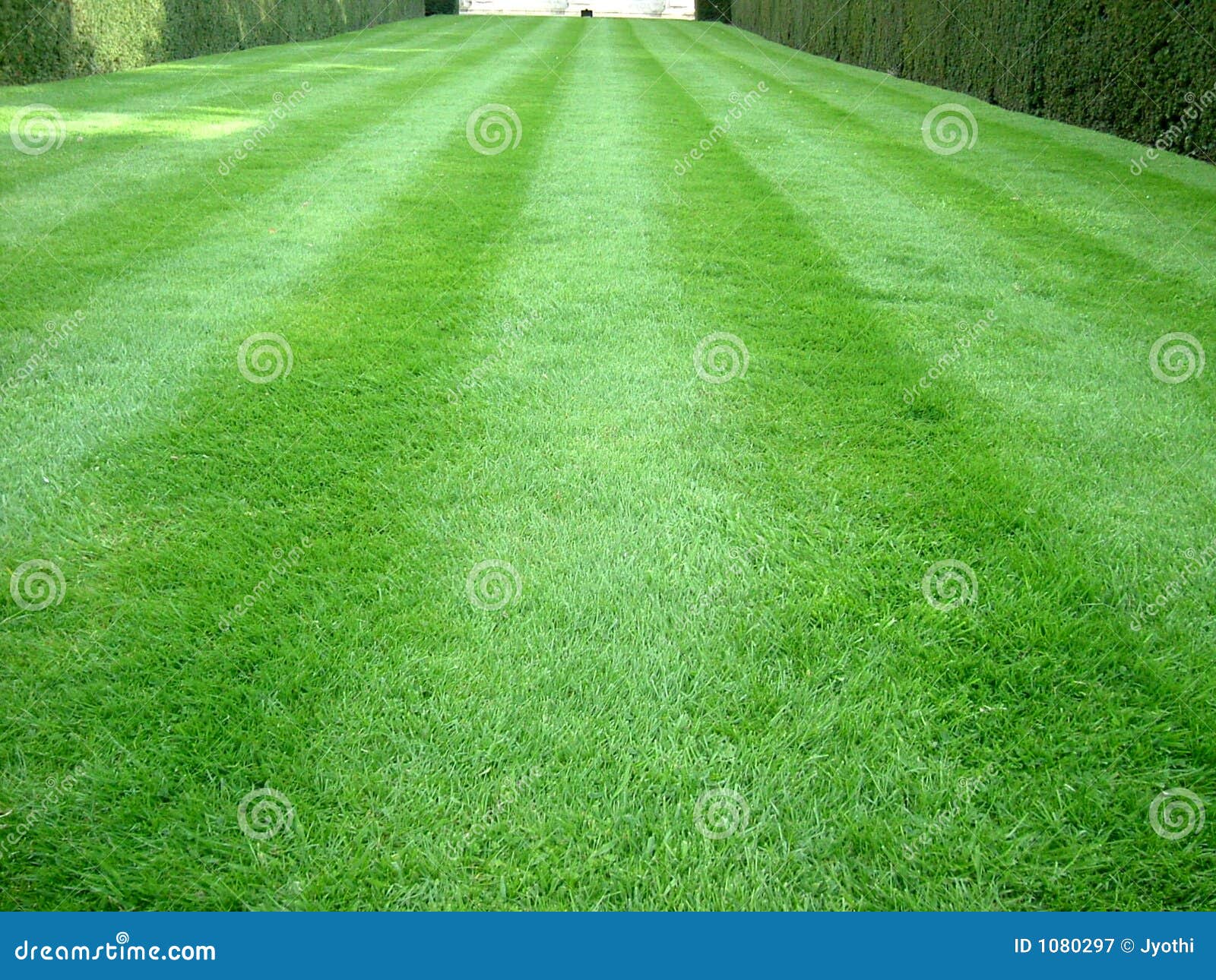 Striped grass stock image. Image of fresh, landscape, field - 1080297